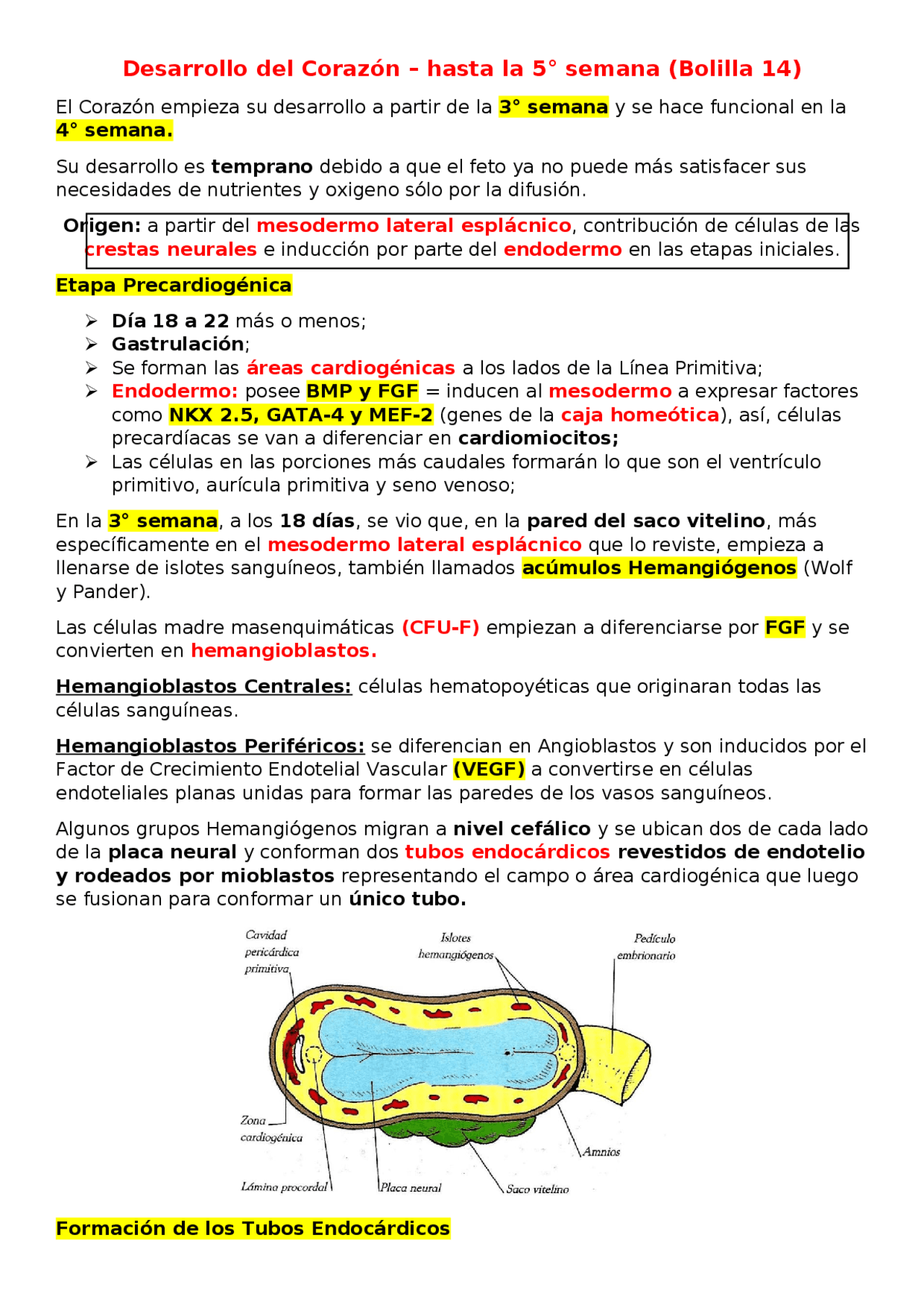 Desarrollo del Corazón (1° parte) | Apuntes de Histología | Docsity
