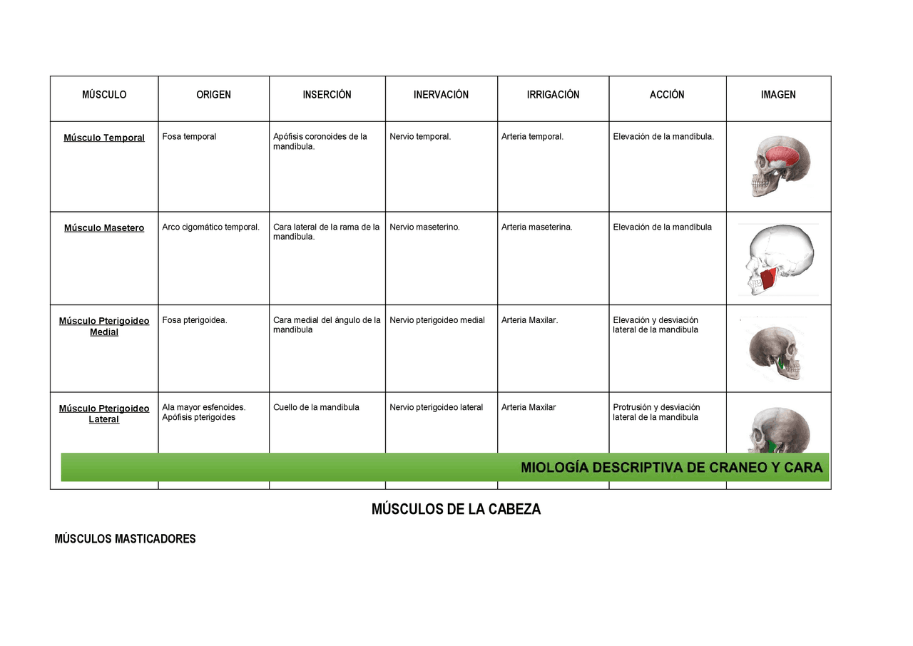 Tabla de Músculos base en Netter | Resúmenes de Anatomía - Docsity