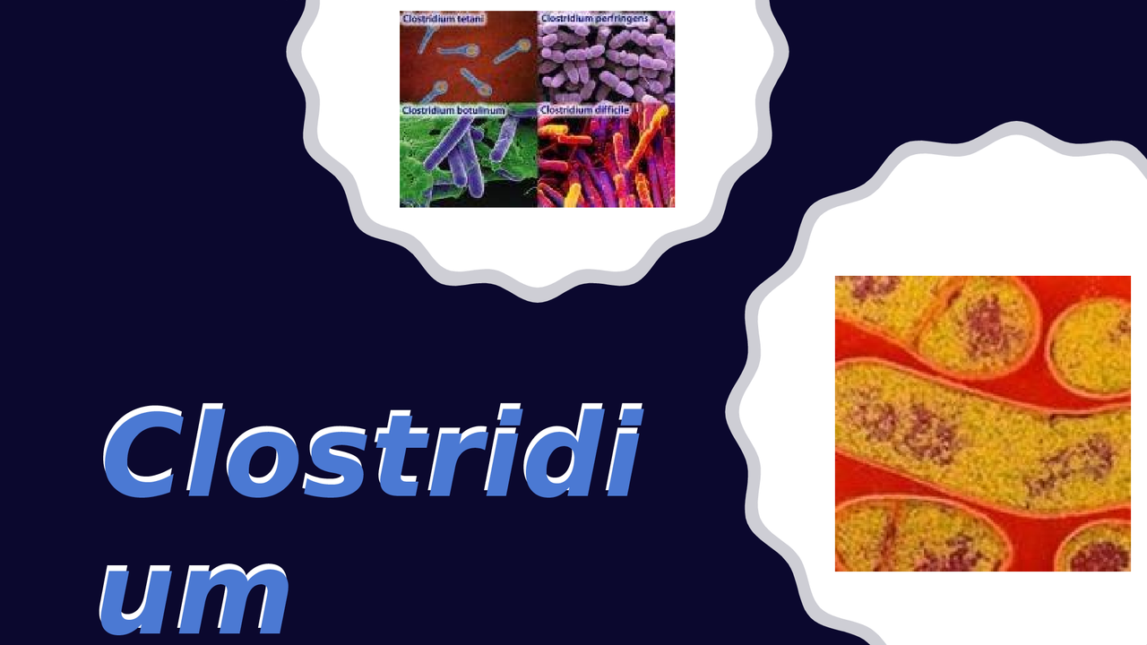 Clostridium Perfringens Docsity