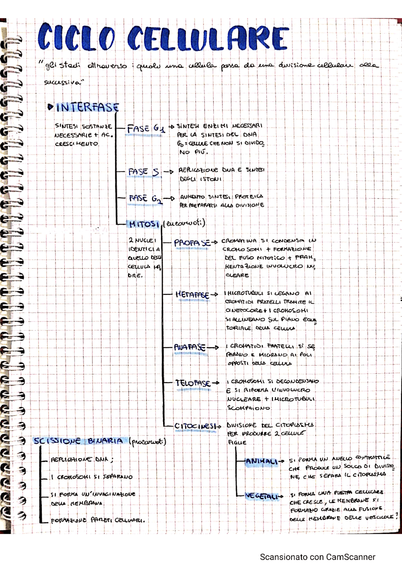 Riassunto ciclo cellulare: MITOSI e MEIOSI - Docsity
