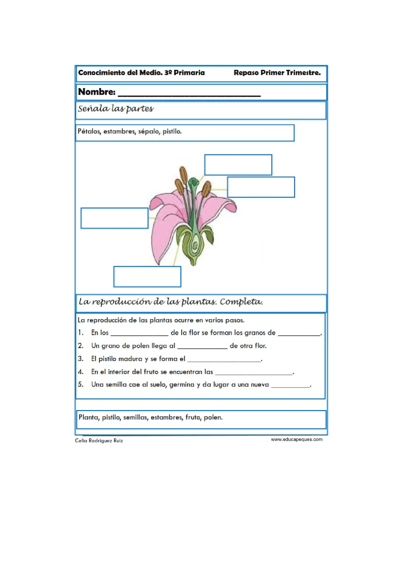 FICHA SOBRE LAS PLANTAS - Docsity