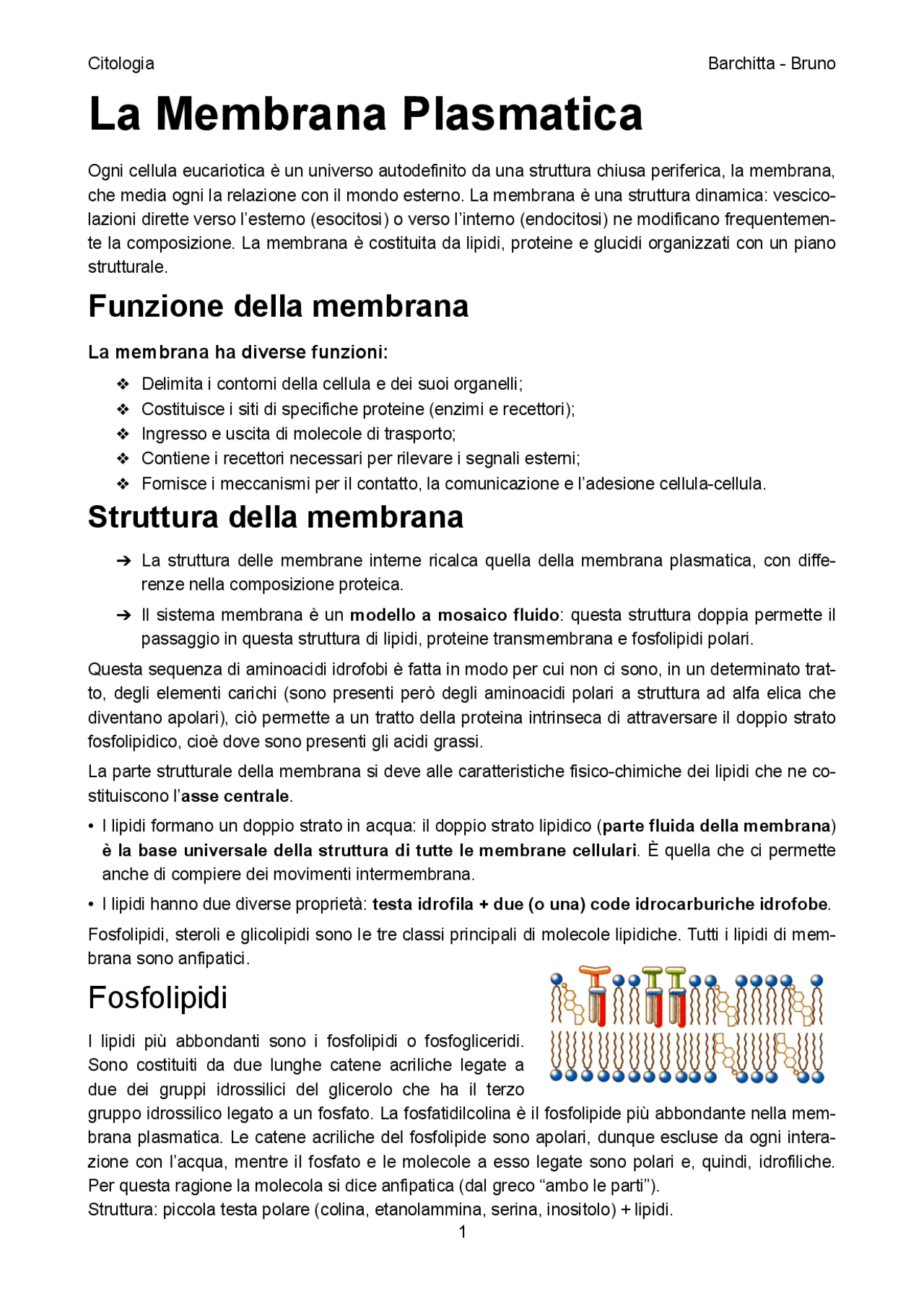 La Membrana Plasmatica Docsity
