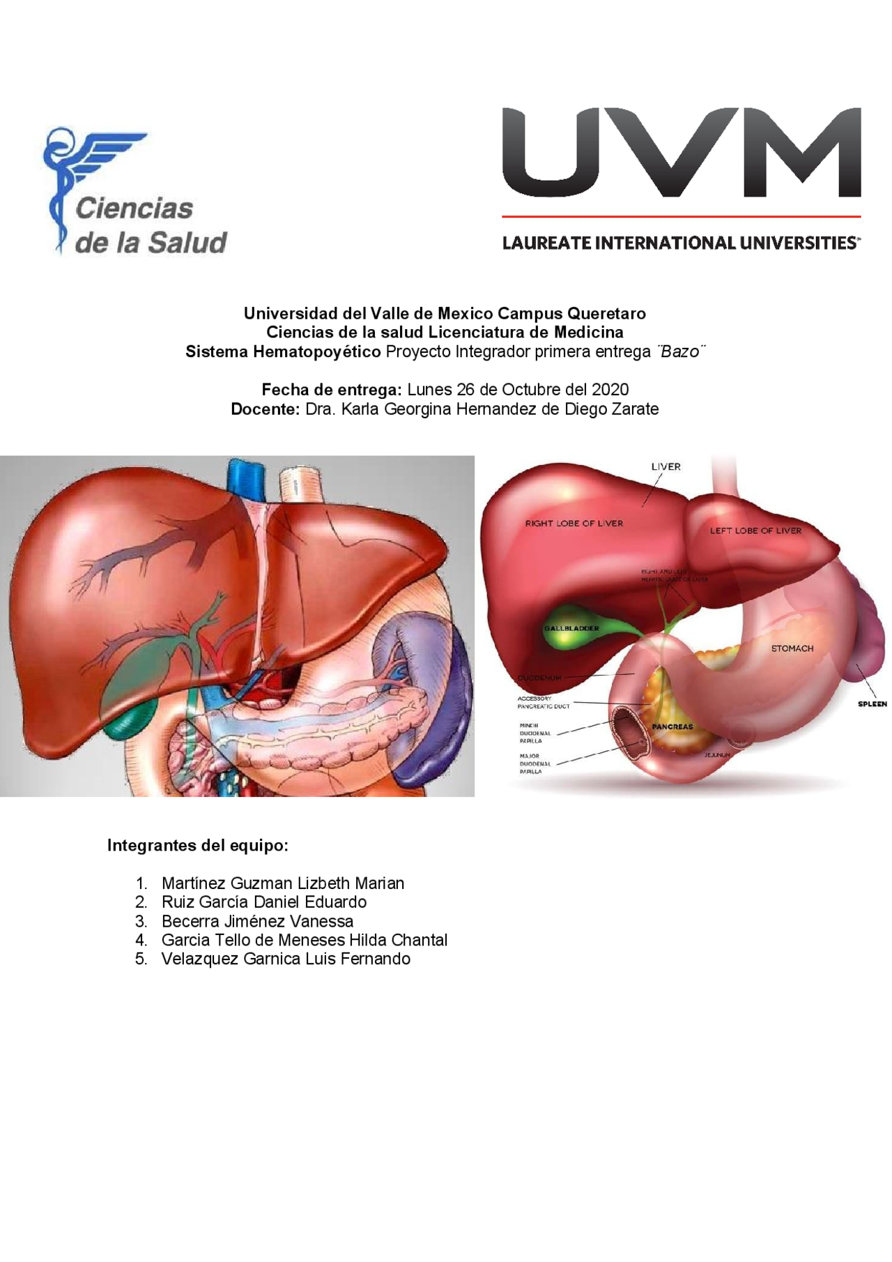 Bazo, funcion, anatomia, histologia y fisiologia | Resúmenes de Salud ...