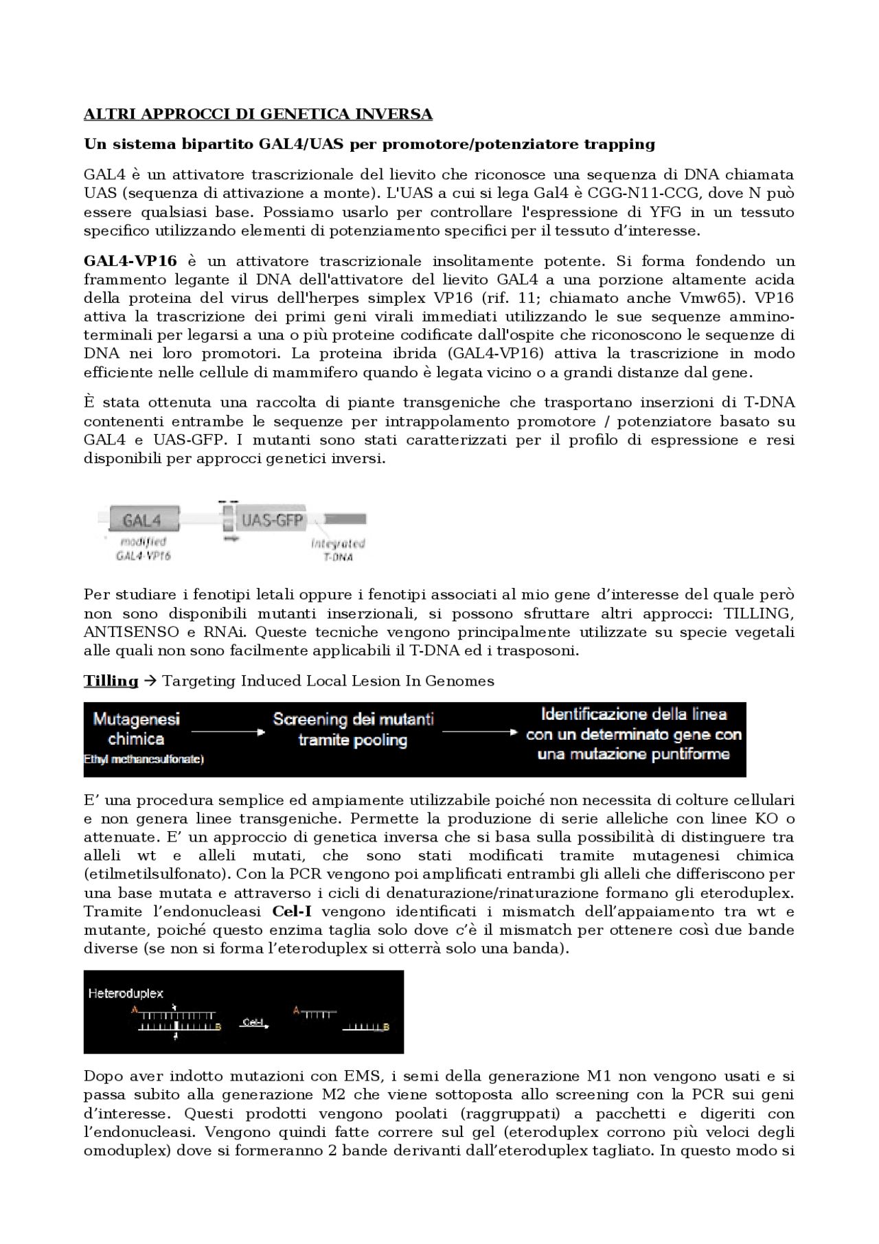 Basi Molecolari E Cellulari Delle Biotecnologie Vegetali Docsity