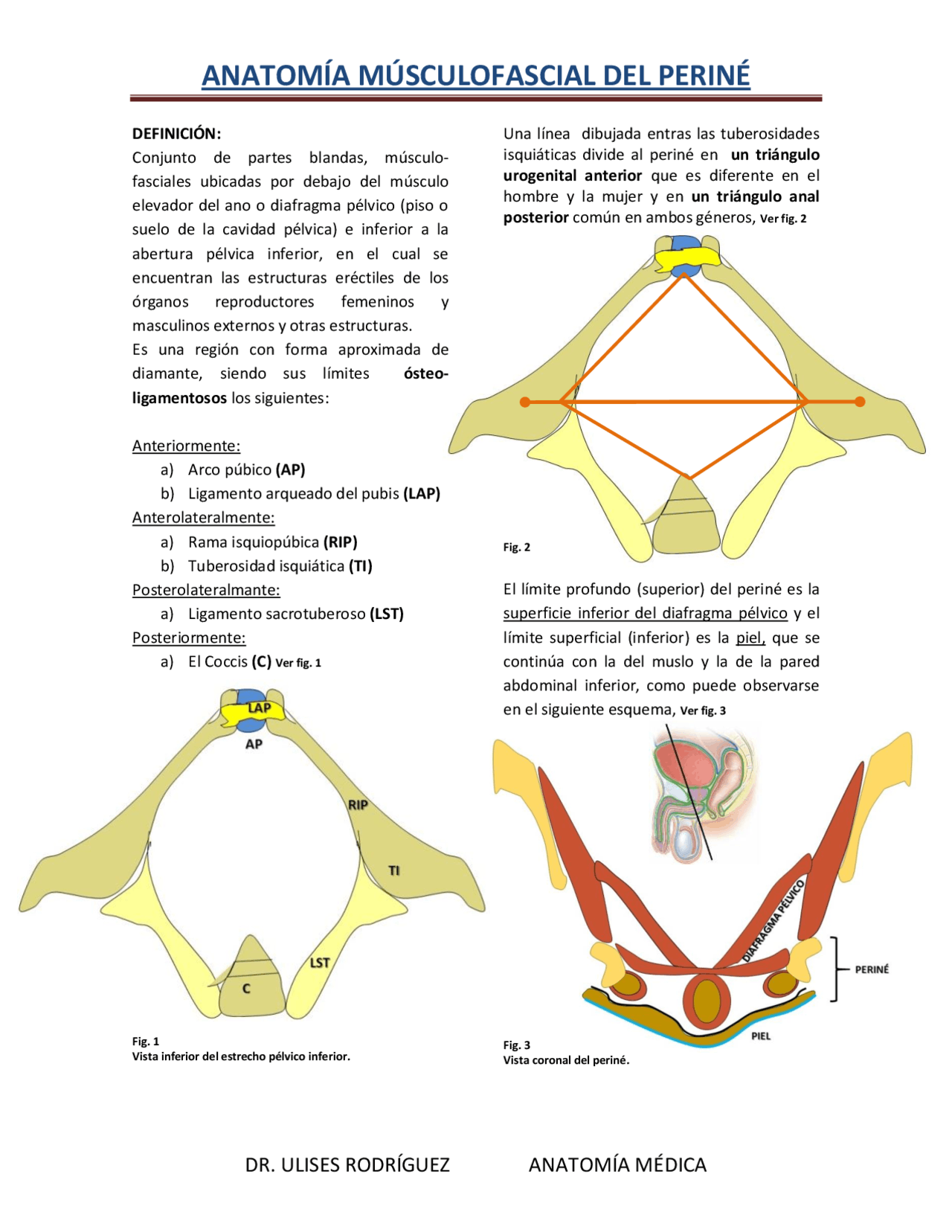 Resumen anatomia del perine - Docsity