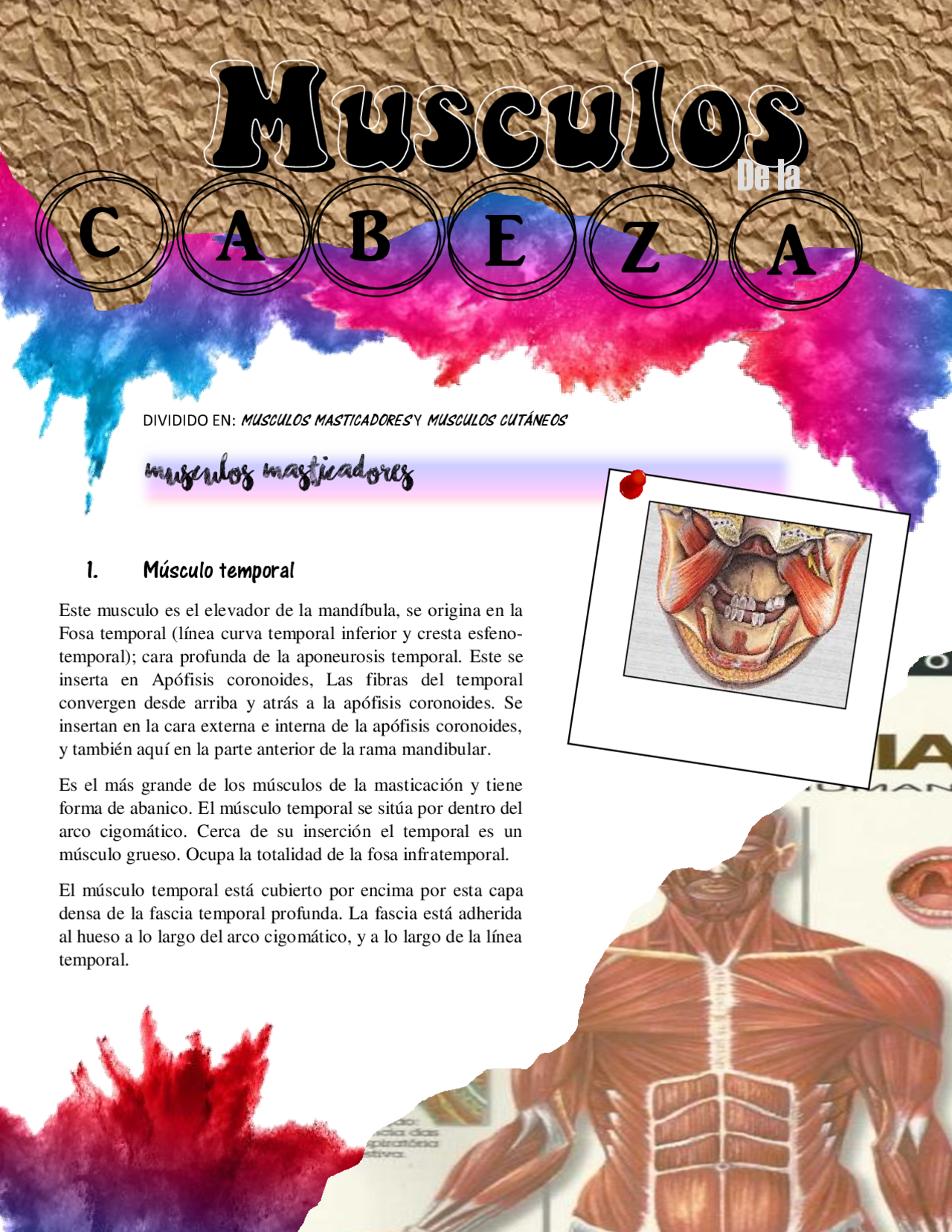 Musculos De La Cabeza Docsity