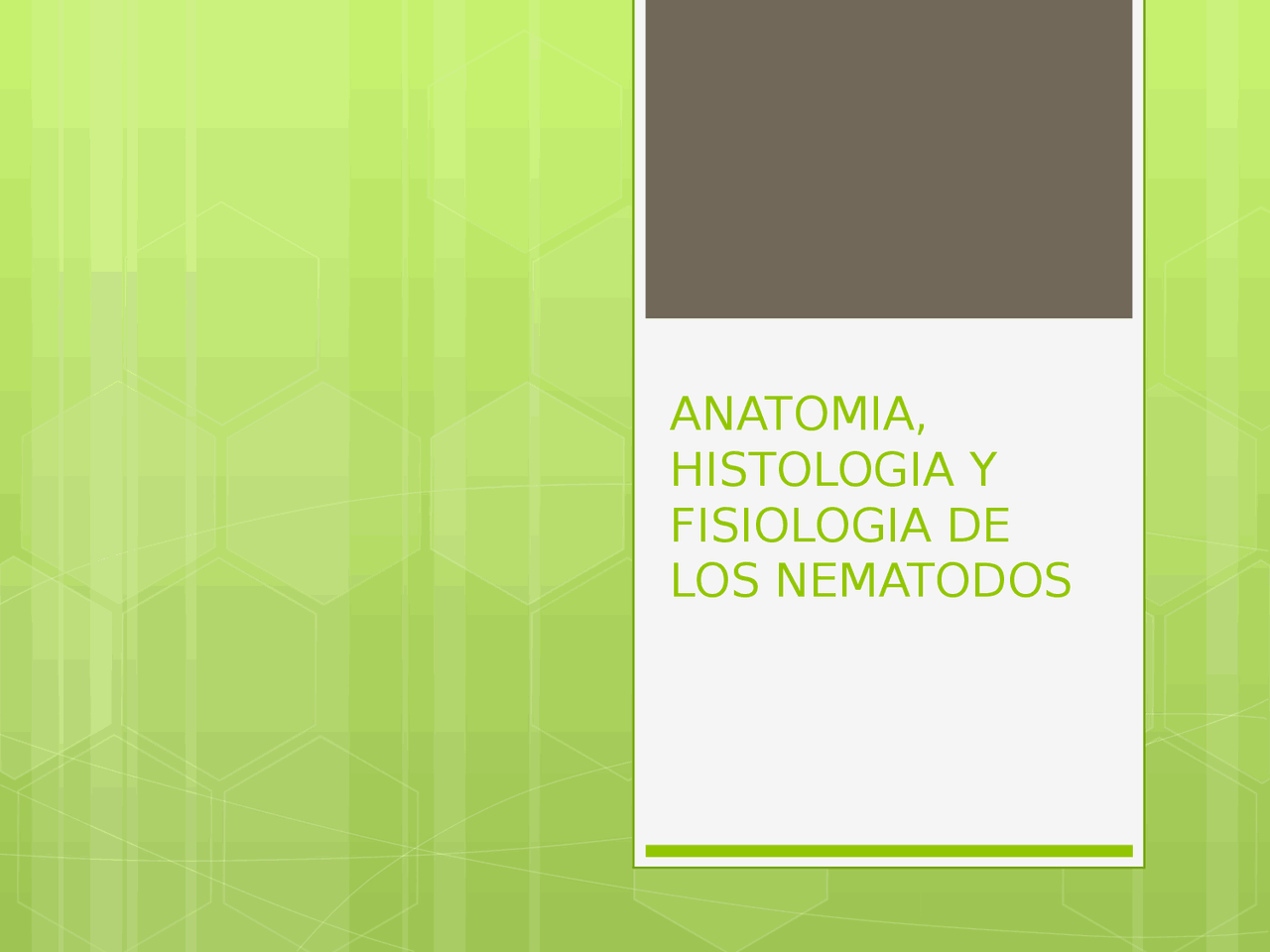 Nematodos Y Su Fisiologia Asi Como Anatomia Diapositivas De