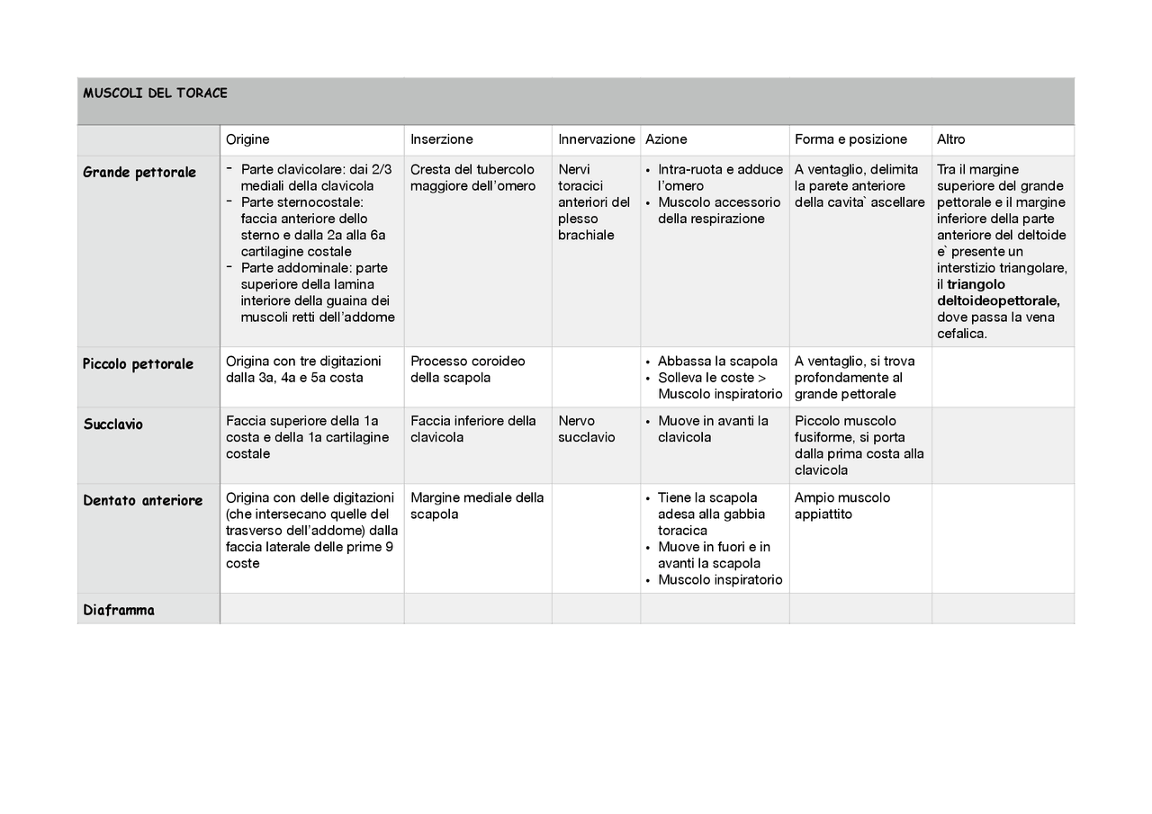 Schema Muscoli Anatomia Docsity