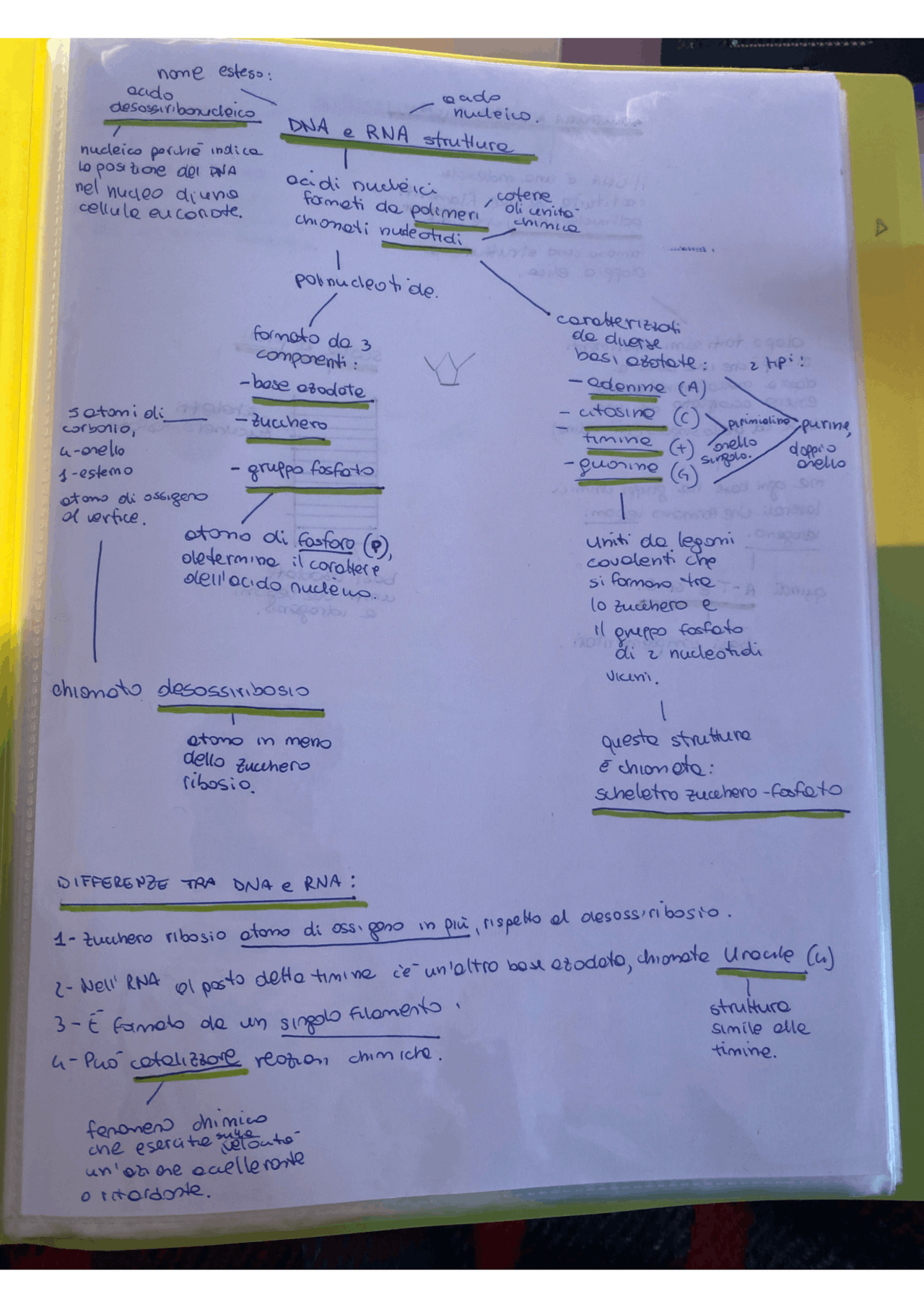 Dna E Rna Struttura Differenze Docsity