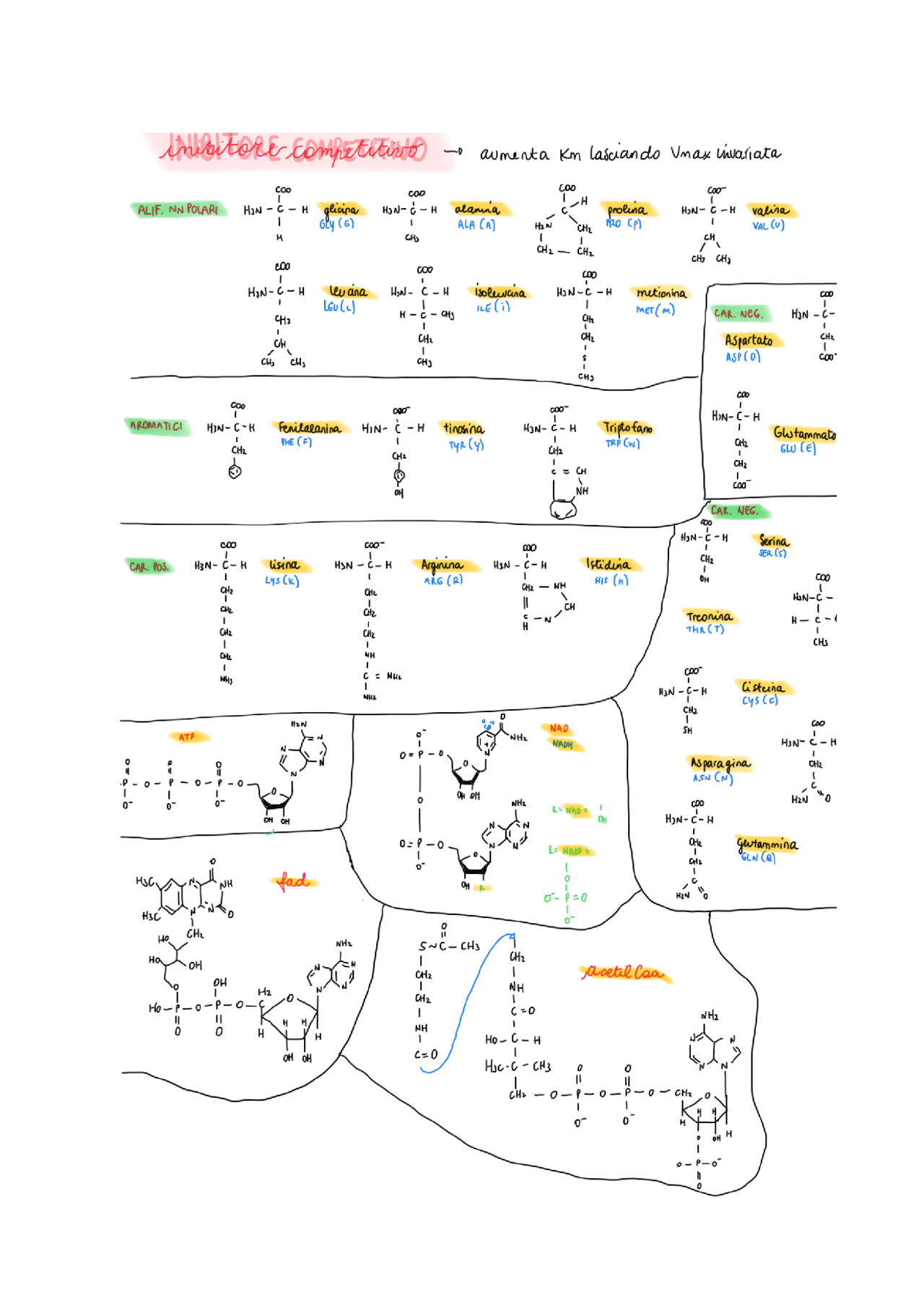 Amminoacidi E Molecola Fondamentali Della Biochimica Docsity