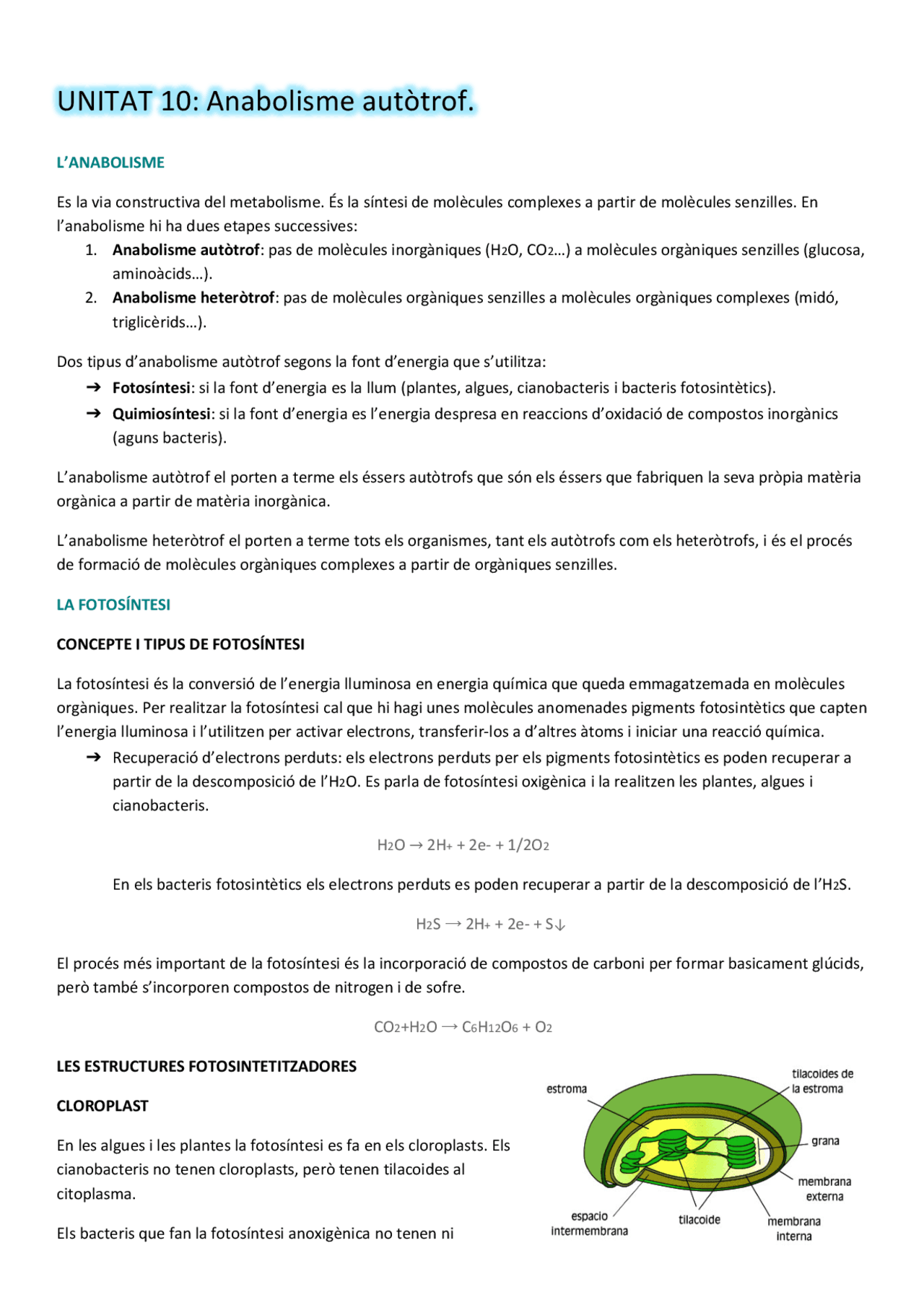 Anabolisme Autòtrof 2n De Batxillerat Docsity