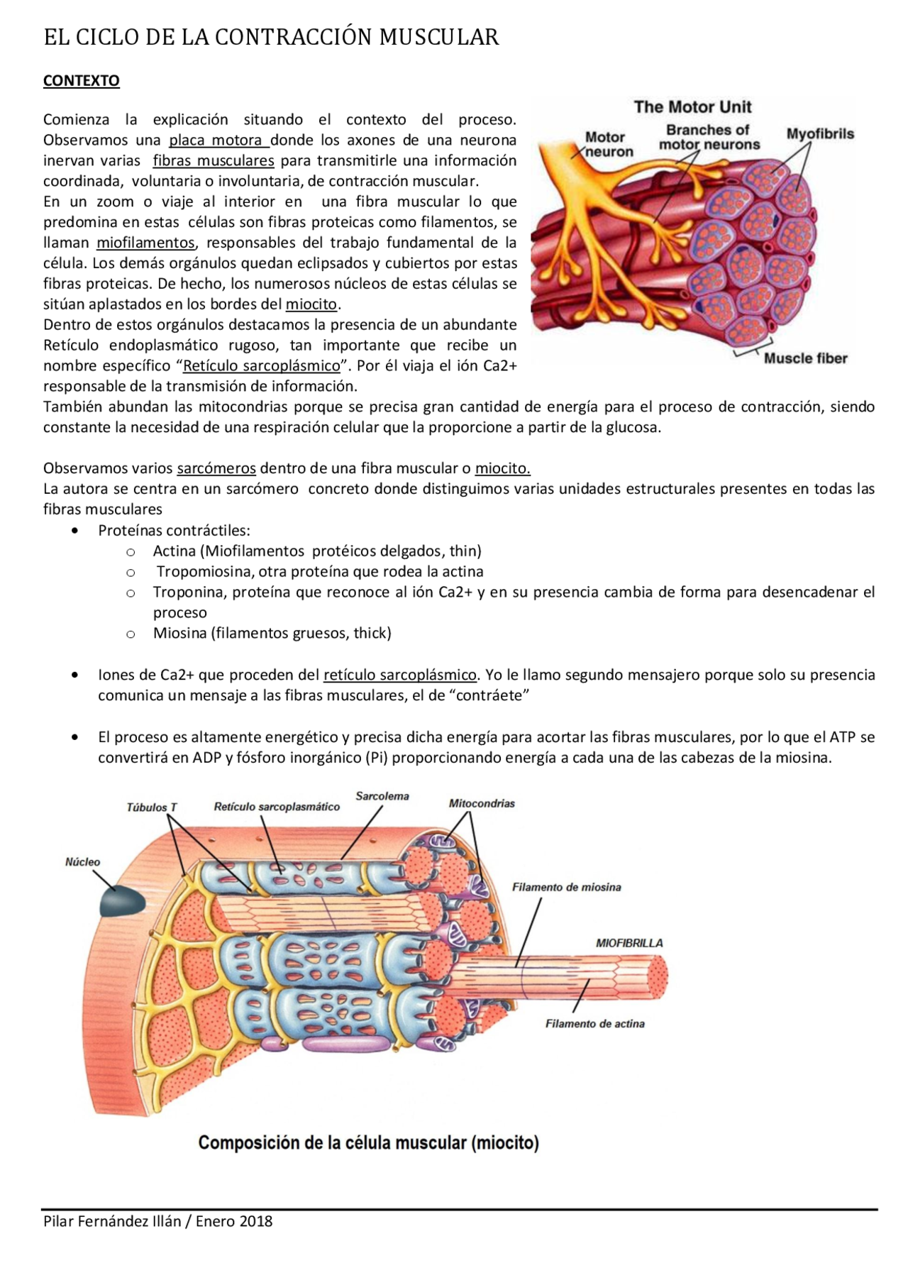 Ciclo de contracción muscular 1º BAC - Docsity