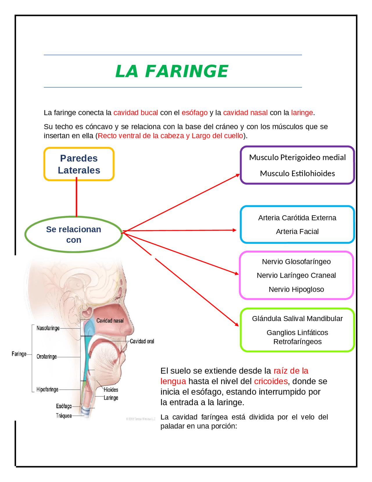 Anatomia de la Faringe - Docsity