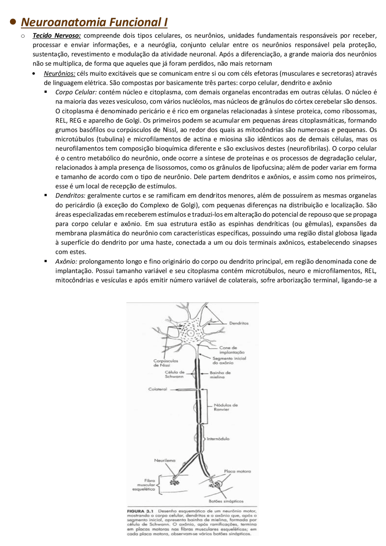 Resumo Neuroanatomia Funcional Angelo Machado Docsity