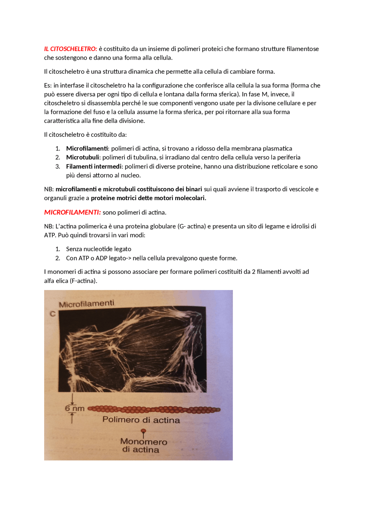 Appuni Su Citoscheletro Docsity