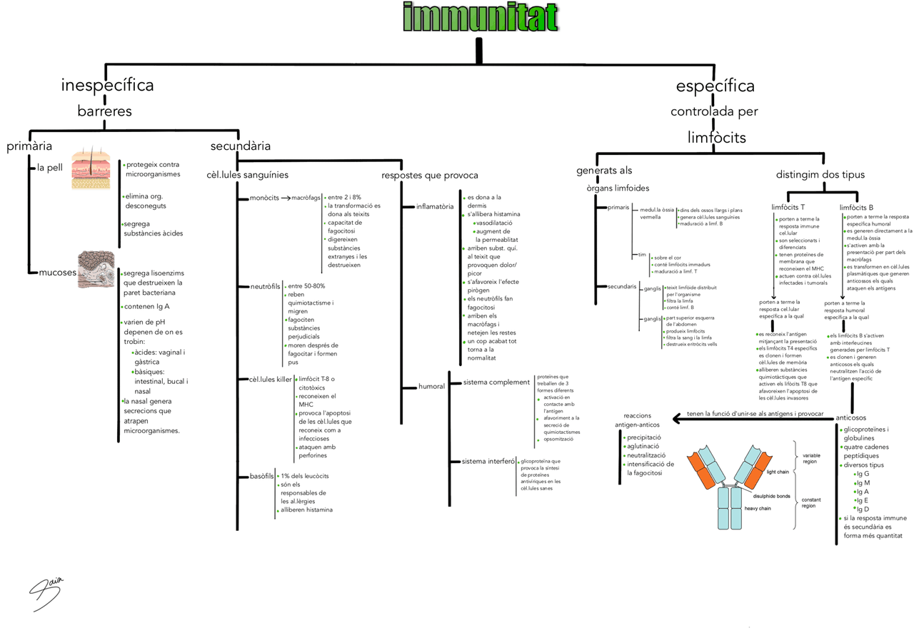 Esquema immunologia 2n de batxllerat - Docsity