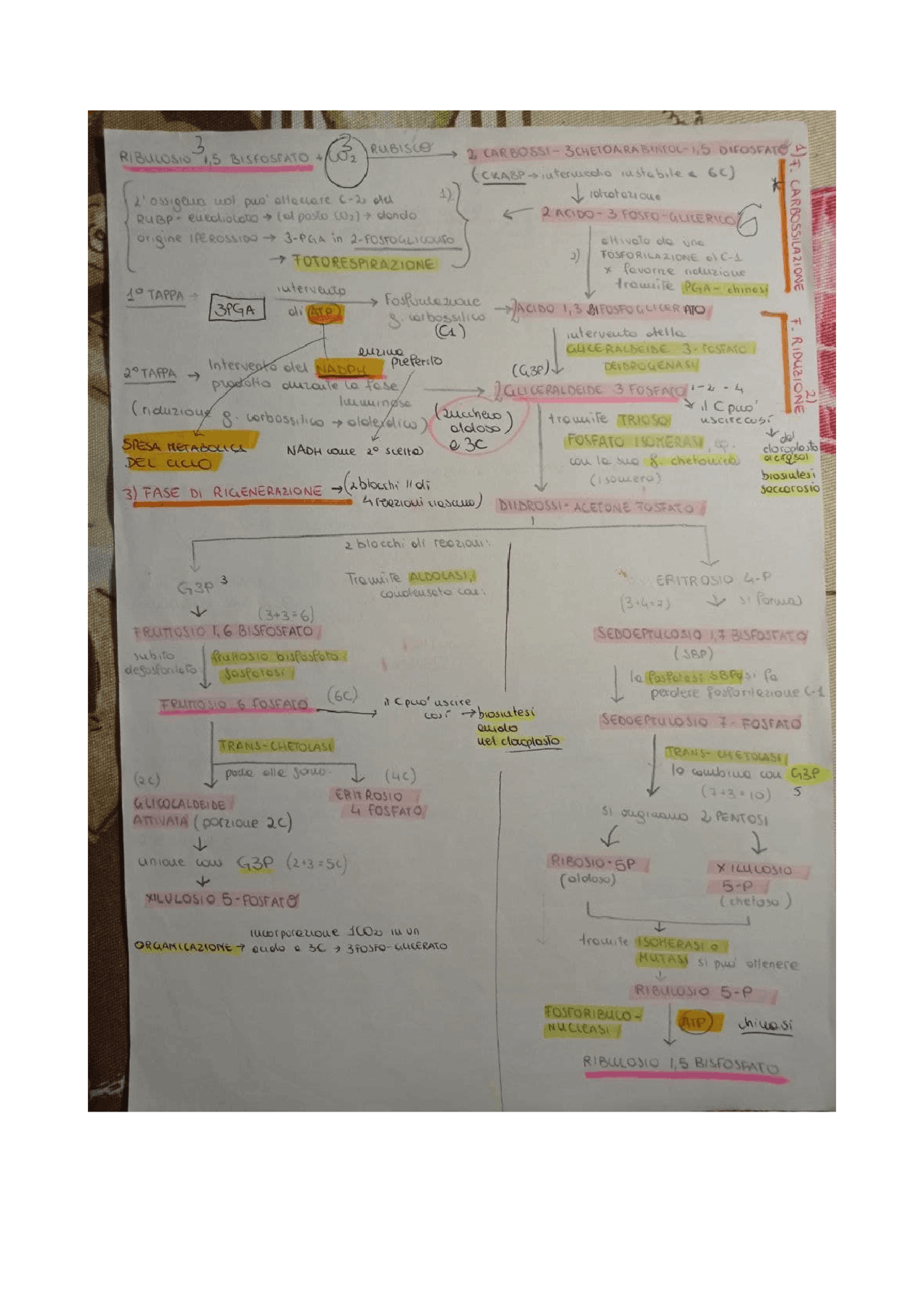 Schema CICLO DI CALVIN - Docsity