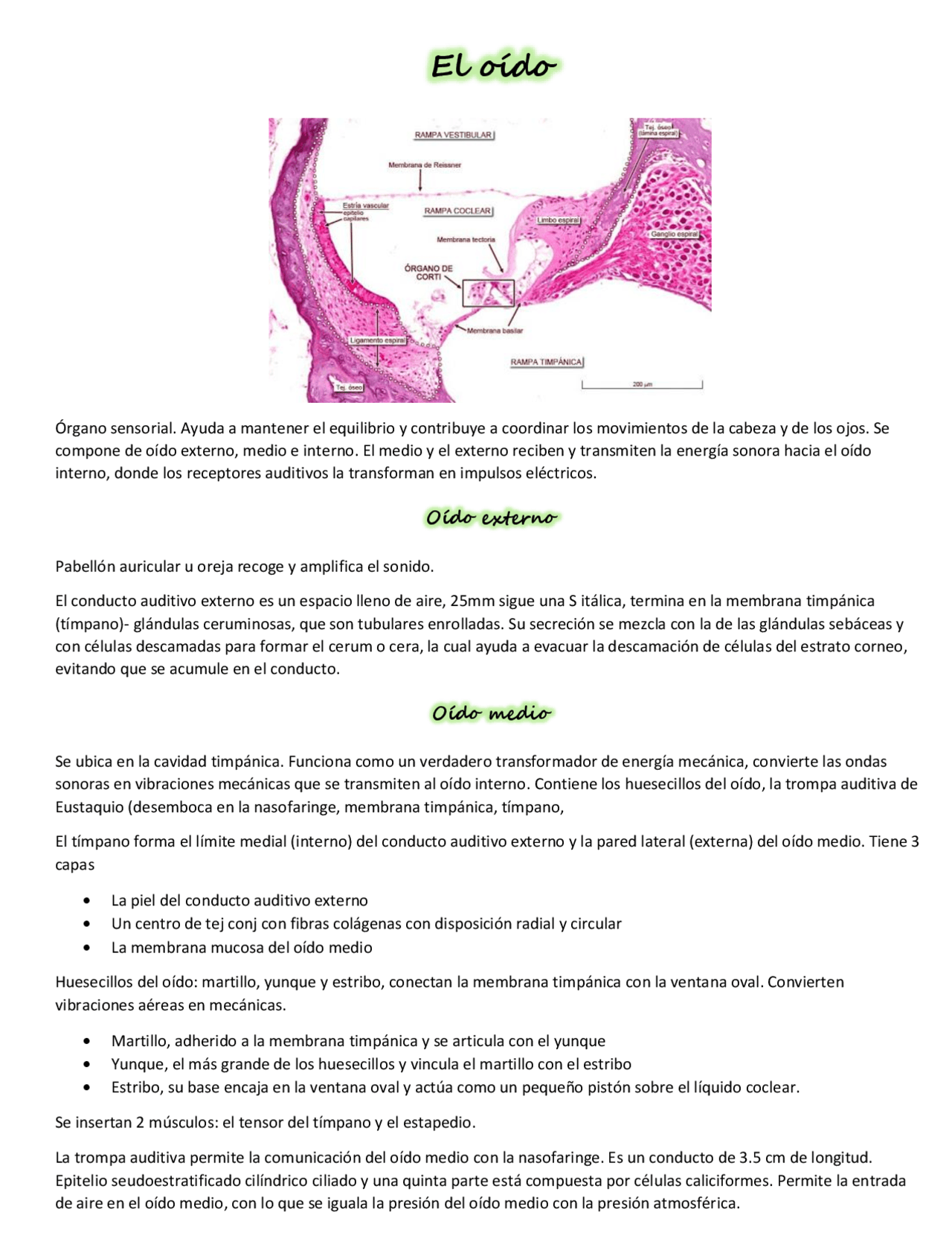 Resumen Del Oído Histología Resúmenes De Histología Docsity
