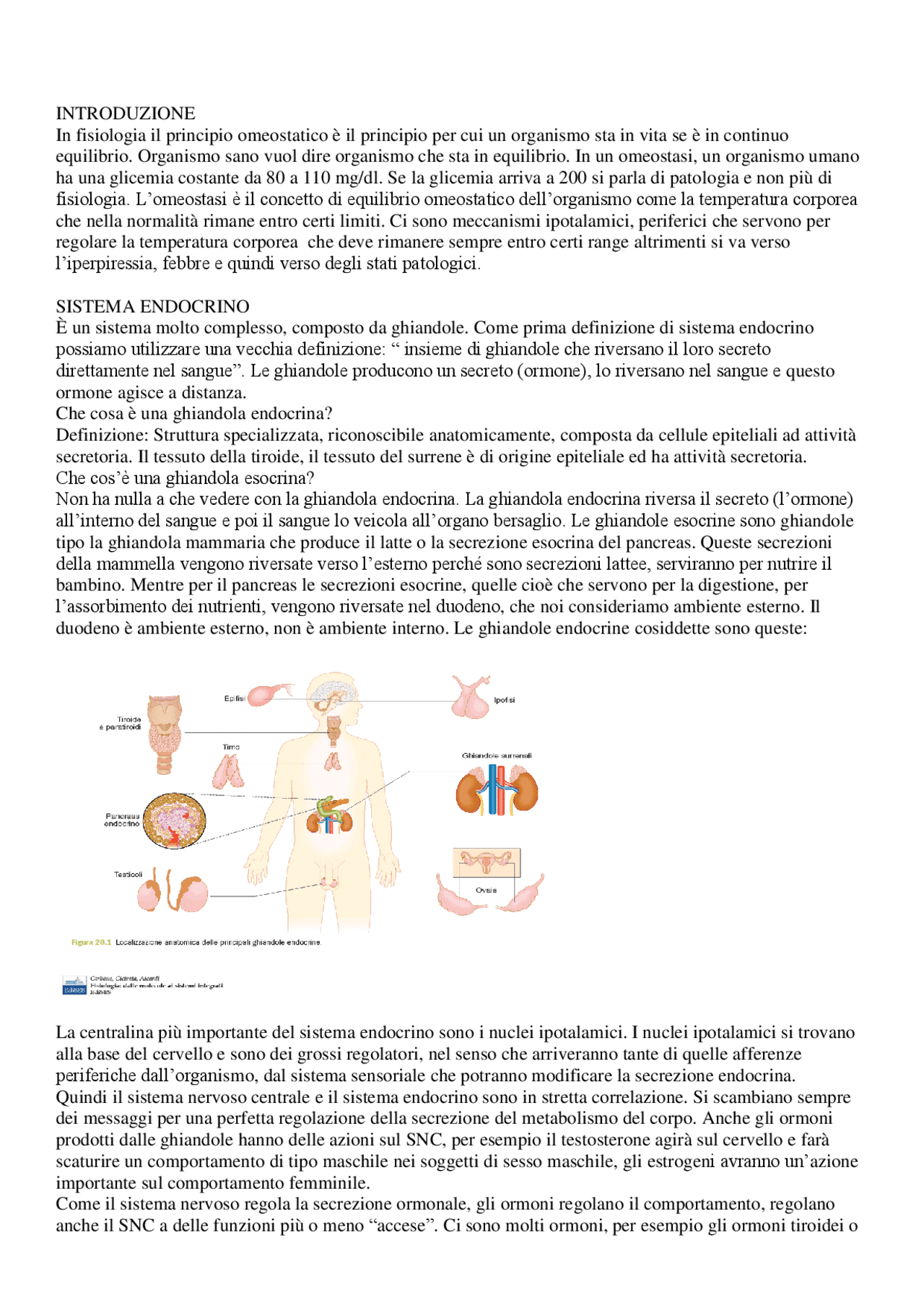 Il Sistema Endocrino Docsity