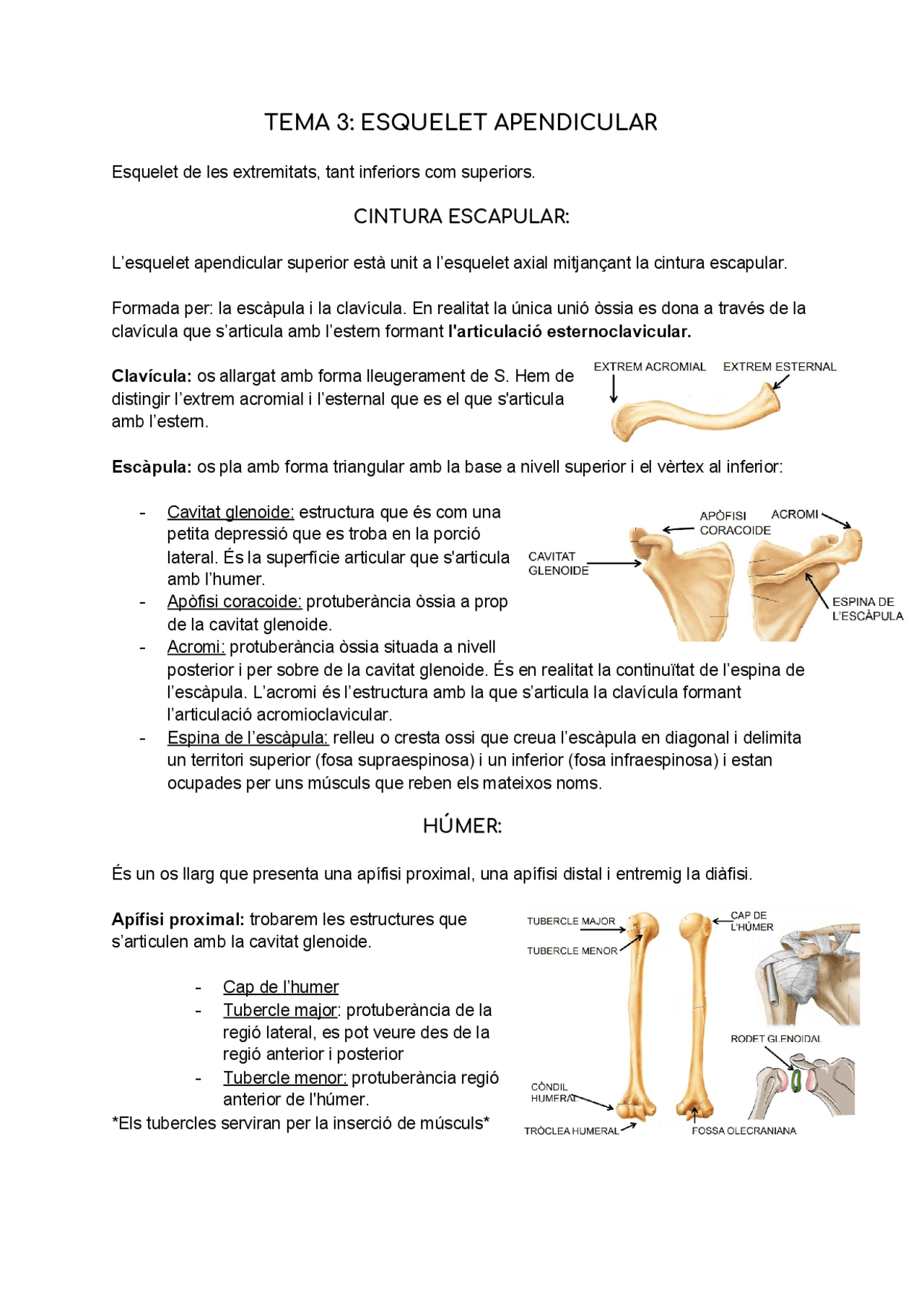 Tema 3 esquelet apendicular - Docsity