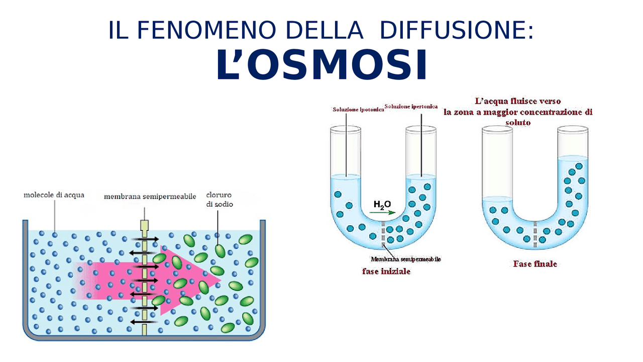 Lesperimento Dellosmosi Slide Di Chimica Docsity