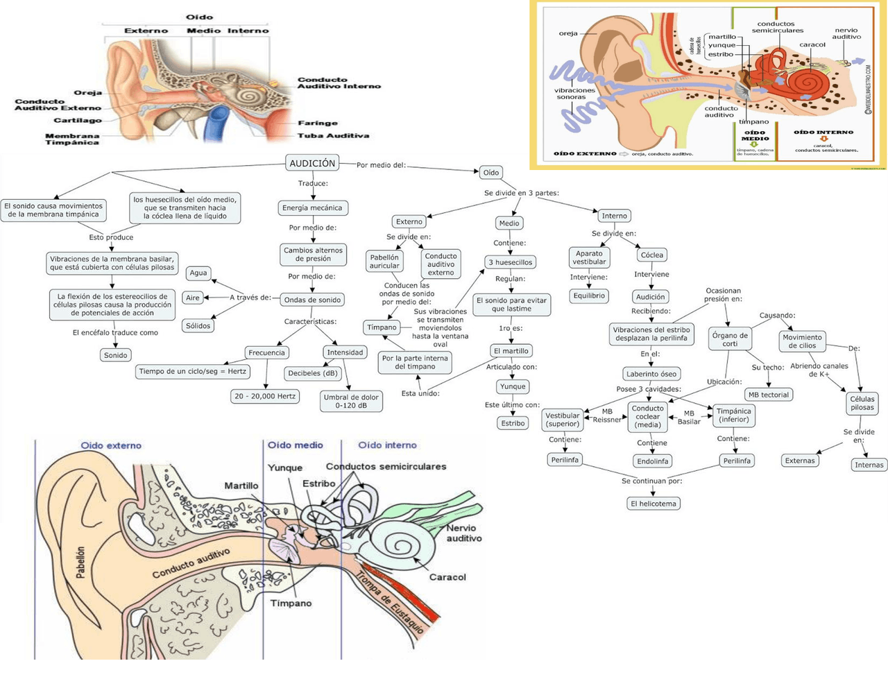 Recorrido realizado por la vía de audición - Docsity