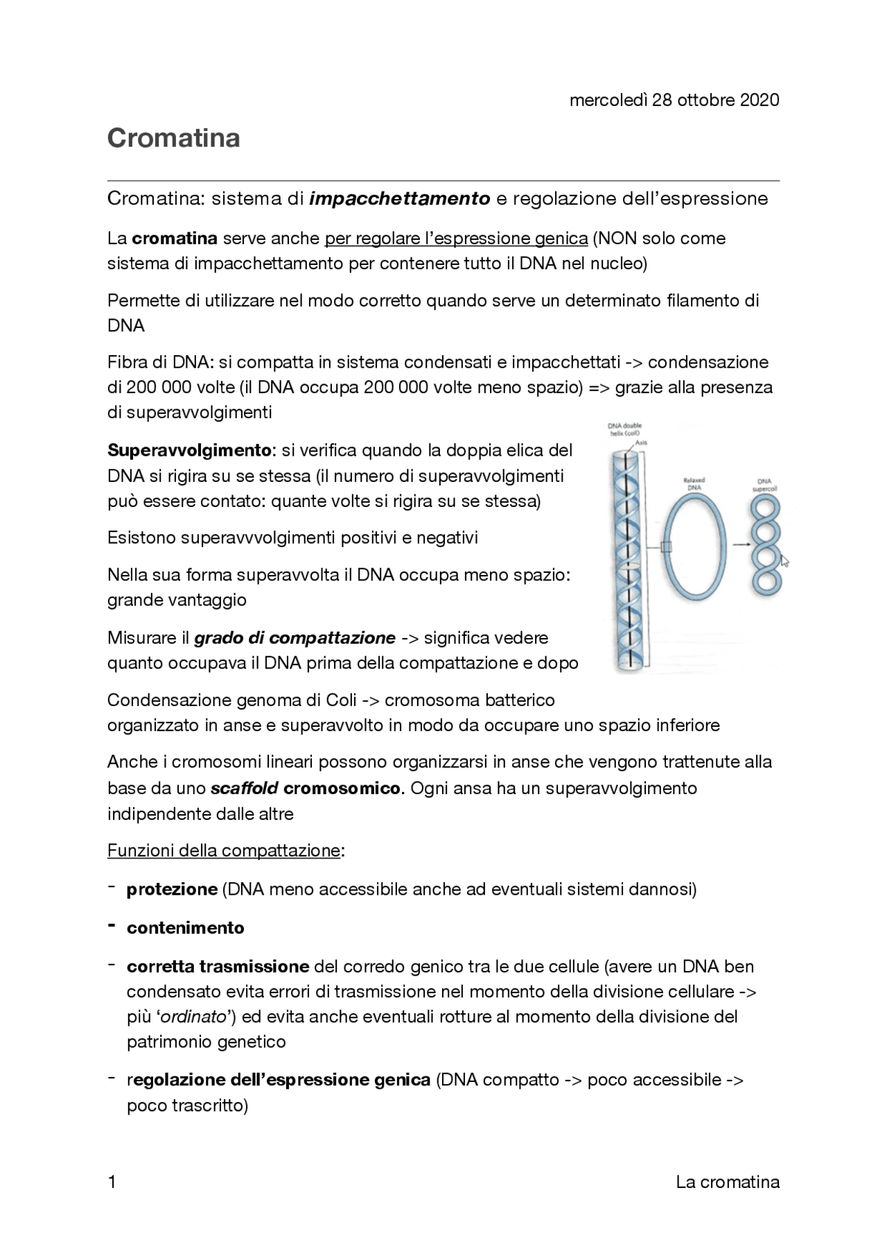 Cromatina, istoni e meccanismi di superavvolgimento del DNA - Docsity