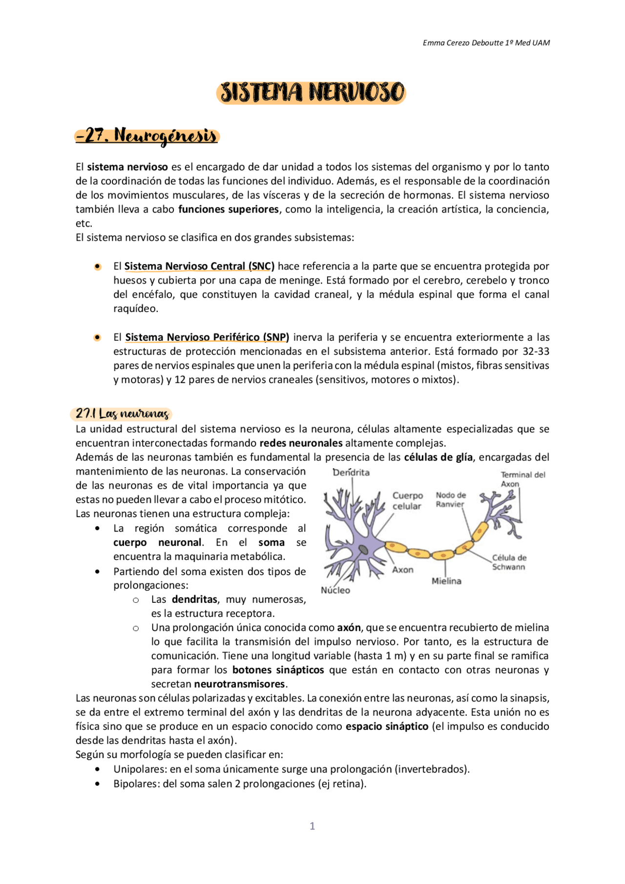 Desarrollo Embrionario Del Sn Apuntes De Anatomía Docsity