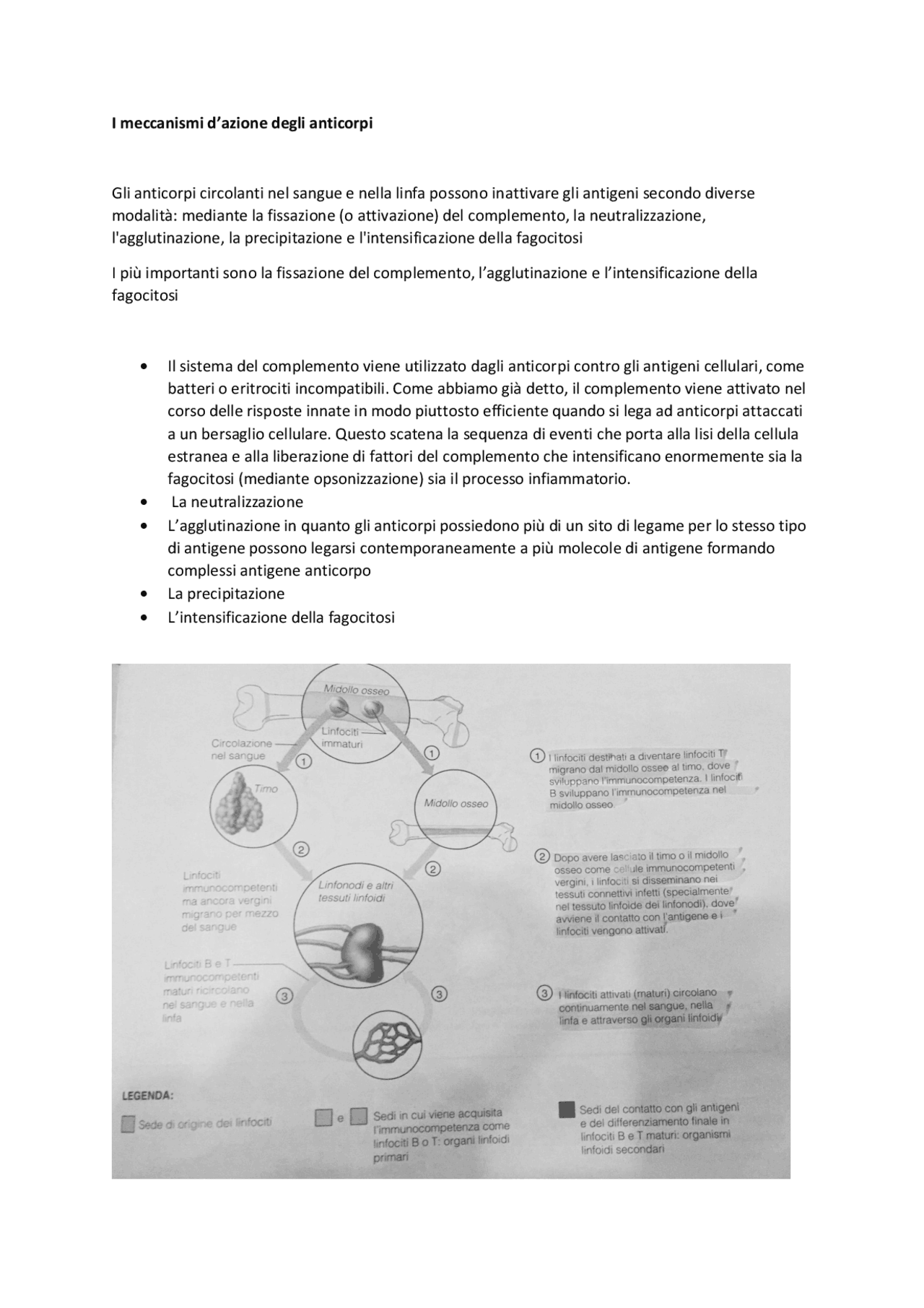 Gli Anticorpi E La Risposta Immunitaria Appunti Di Igiene Docsity