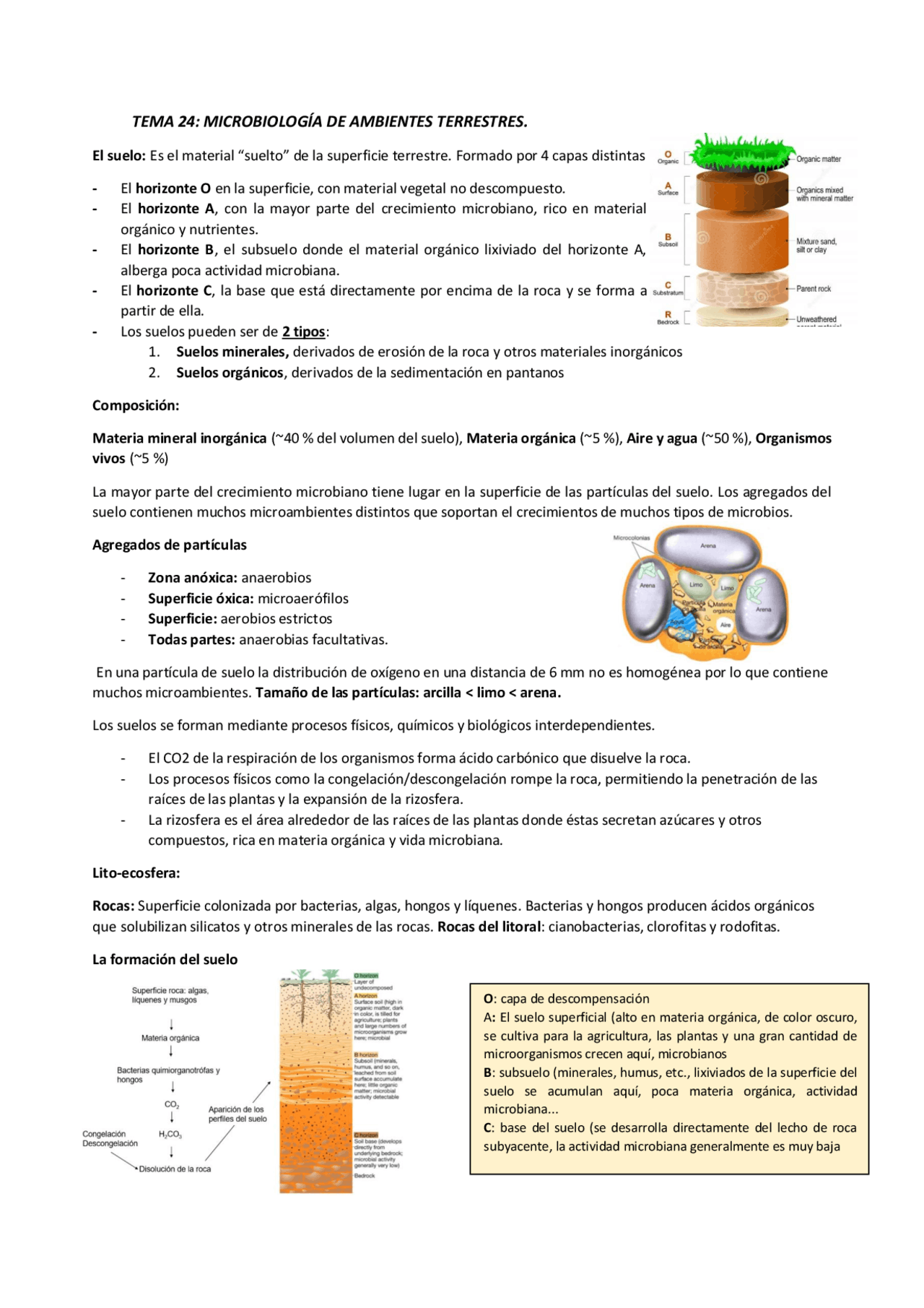 Apuntes Microbiología Apuntes De Microbiología Docsity
