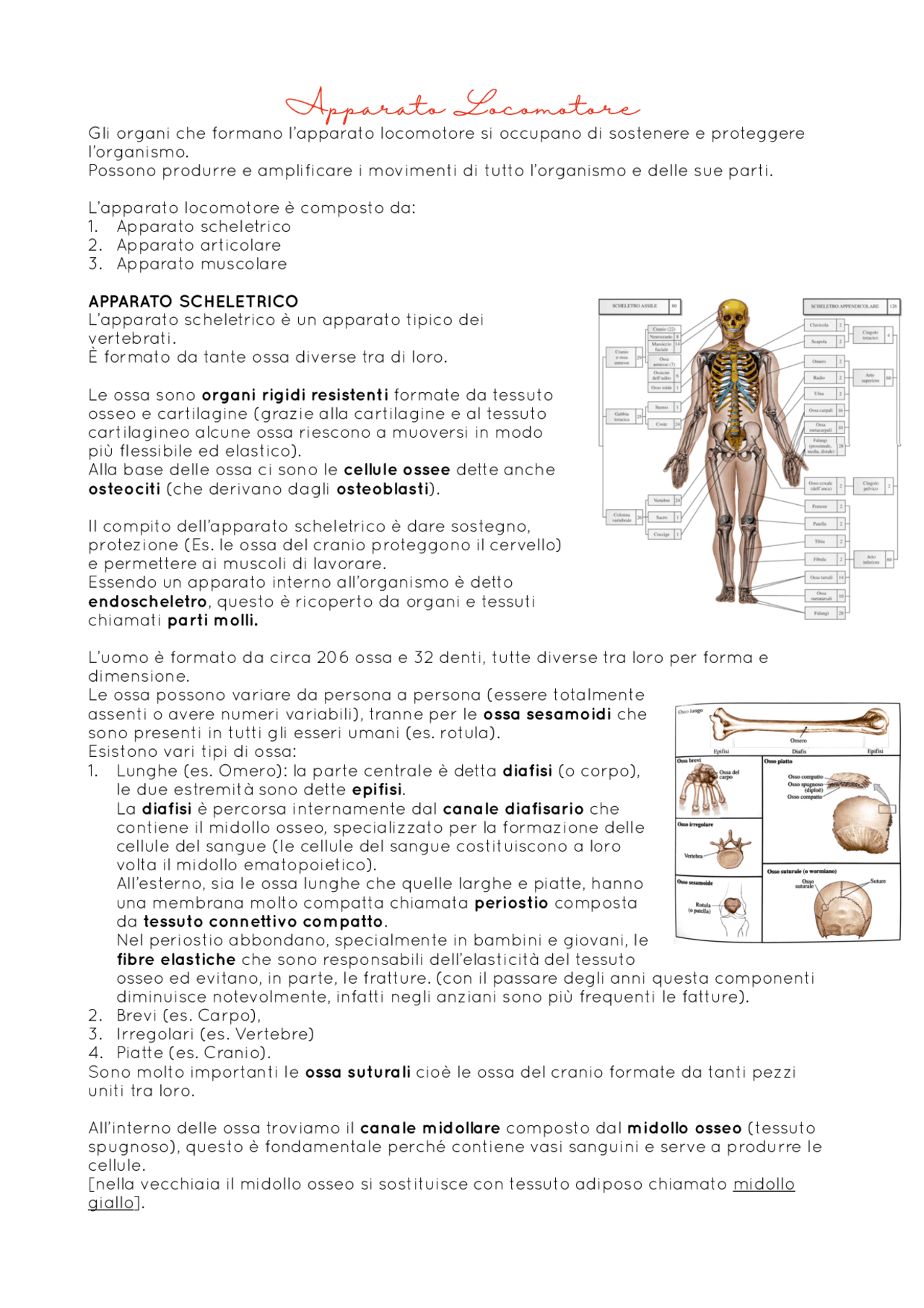 Apparato Locomotore Per Test Di Medicina 2020 Docsity