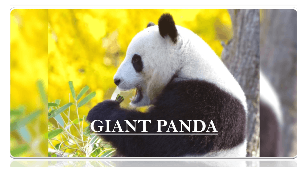 Giant Panda - I Panda Giganti | Appunti di Inglese | Docsity