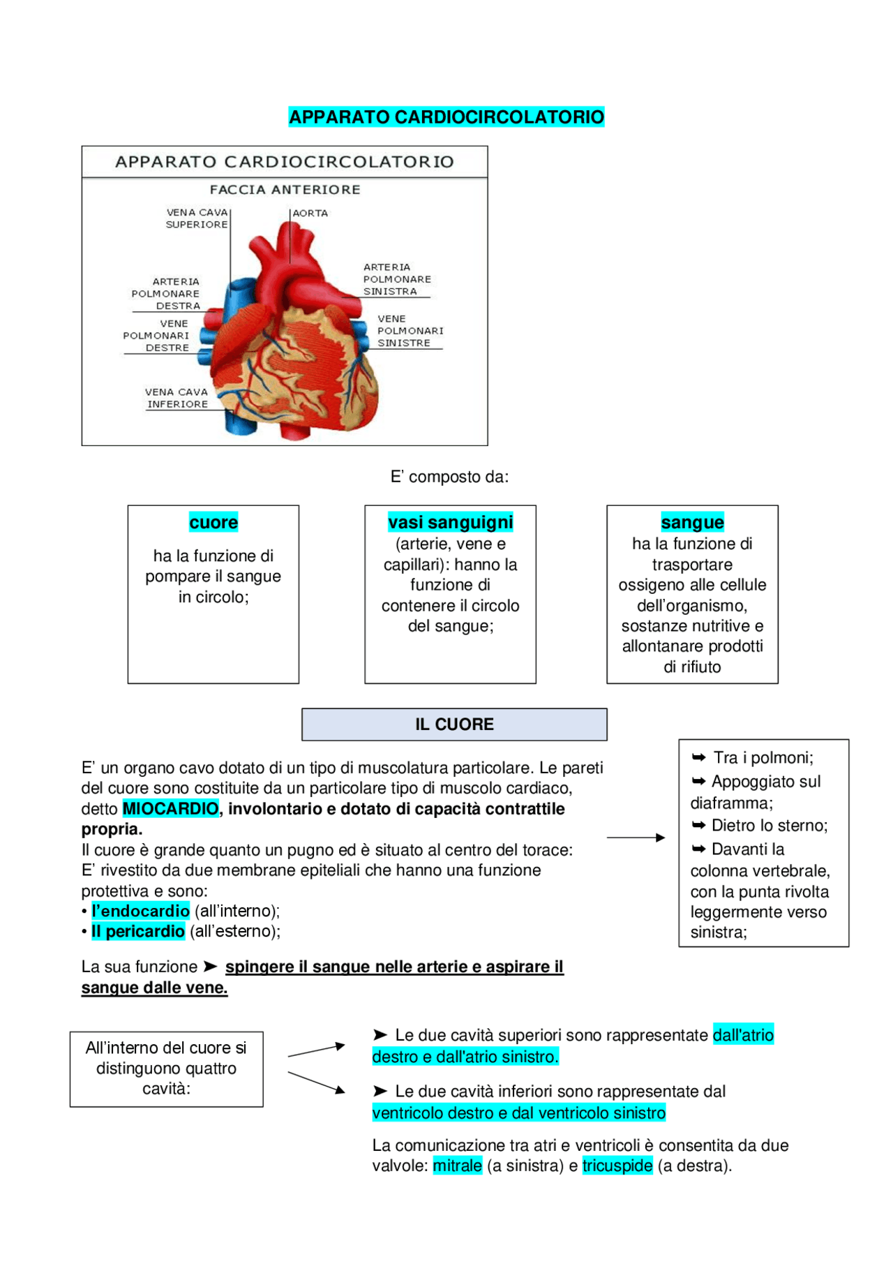 Sistema Cardiocircolatorio Docsity