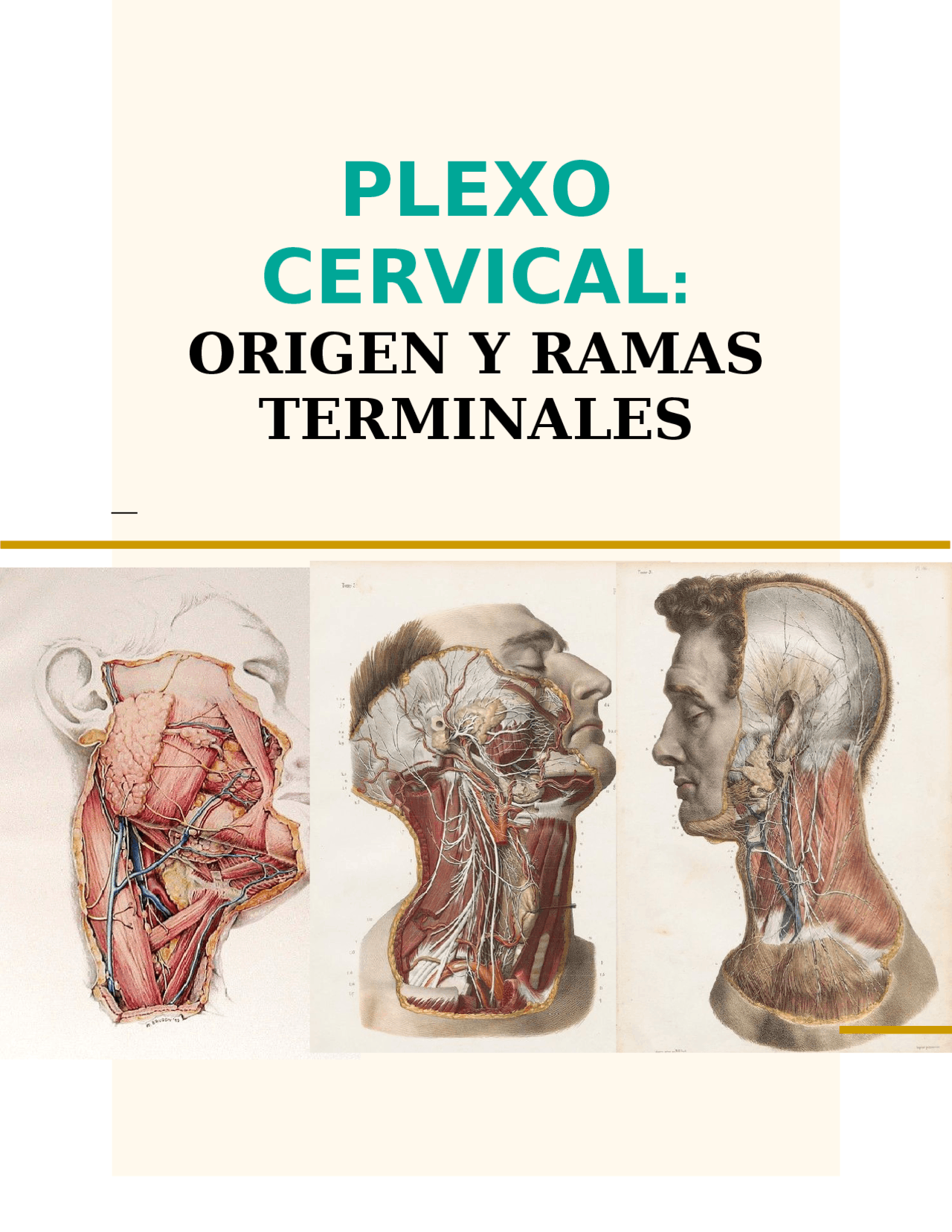 PLEXO CERVICAL, ORIGEN Y RAMAS - Docsity