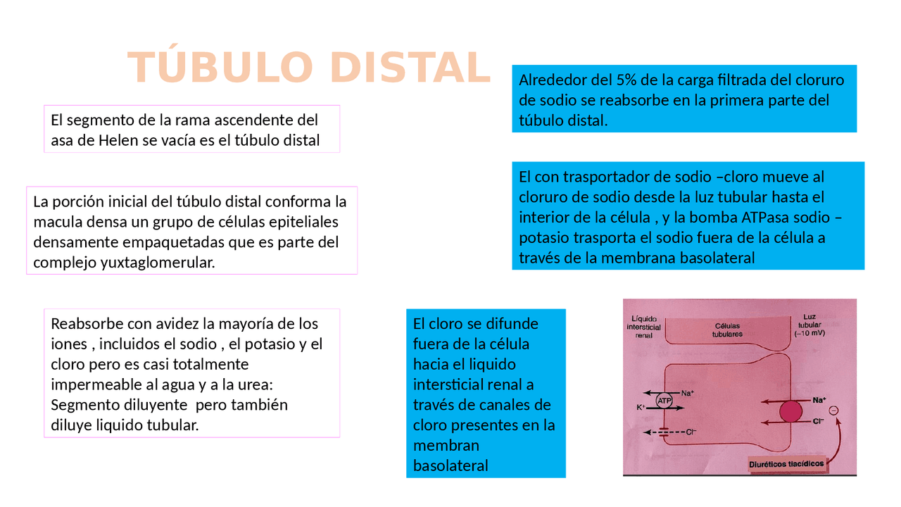 Porcion Final del Tubulo Distal - Docsity