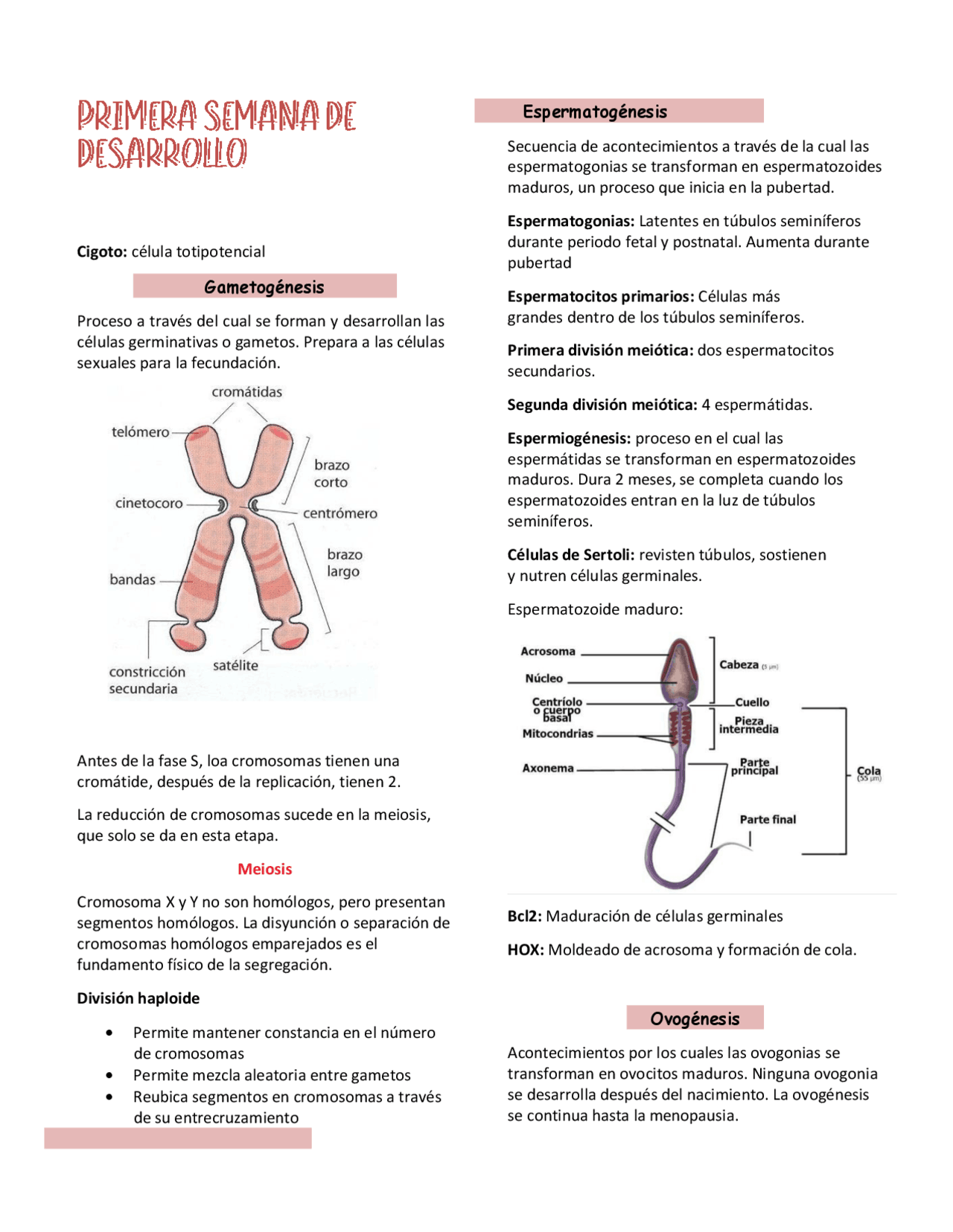 Primera Semanad De Desarrollo Notes De Histologie Docsity