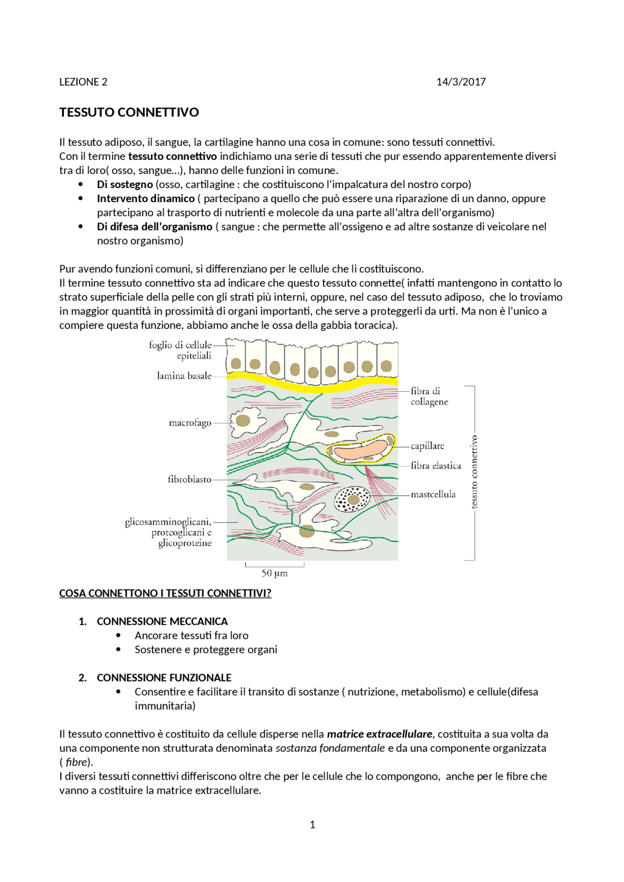 Lezione 2 Anatomia Farmacia Docsity
