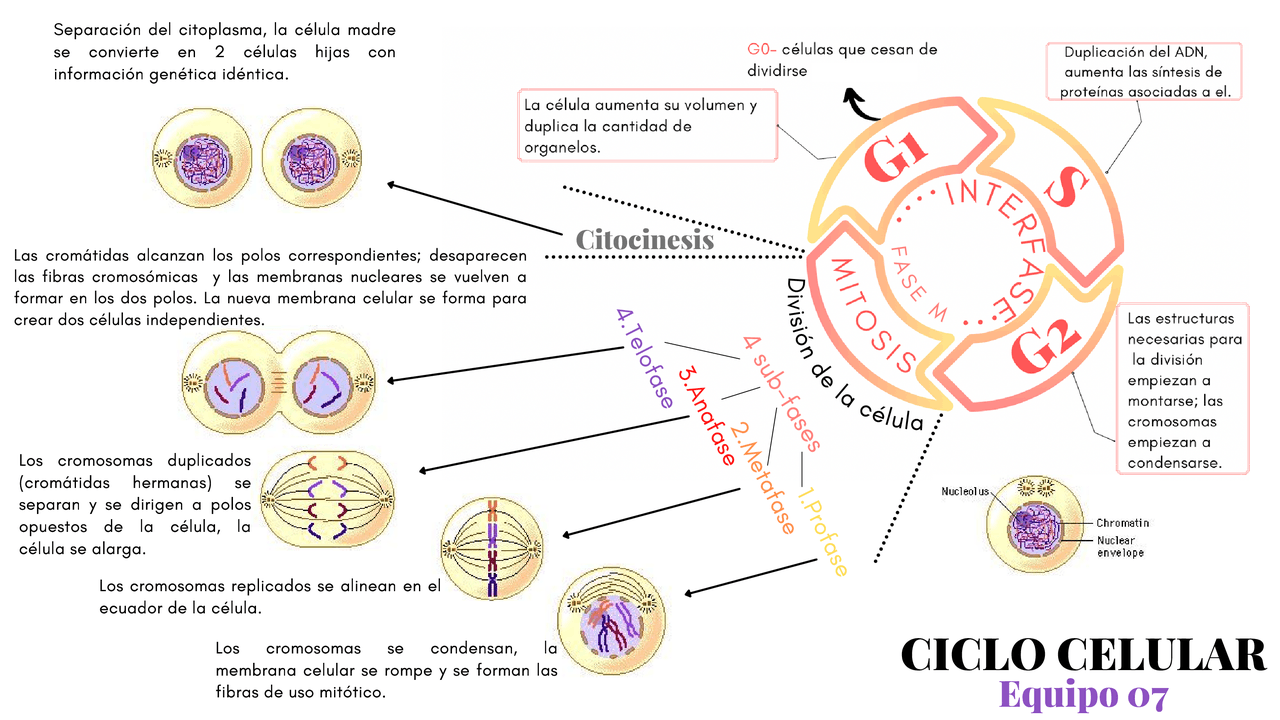 CICLO CELULAR COMPLETO - Docsity