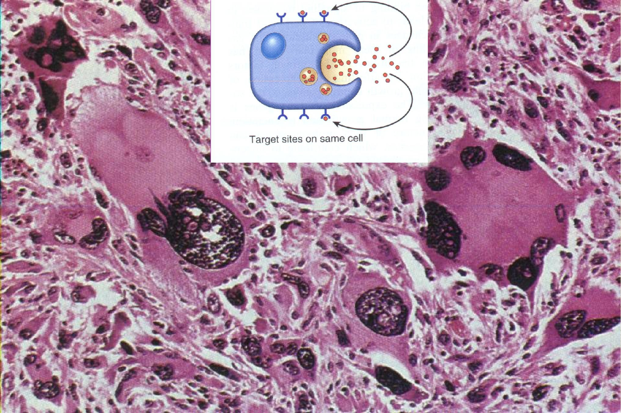 Biologia Ciclo Celular Slides Biologia Docsity