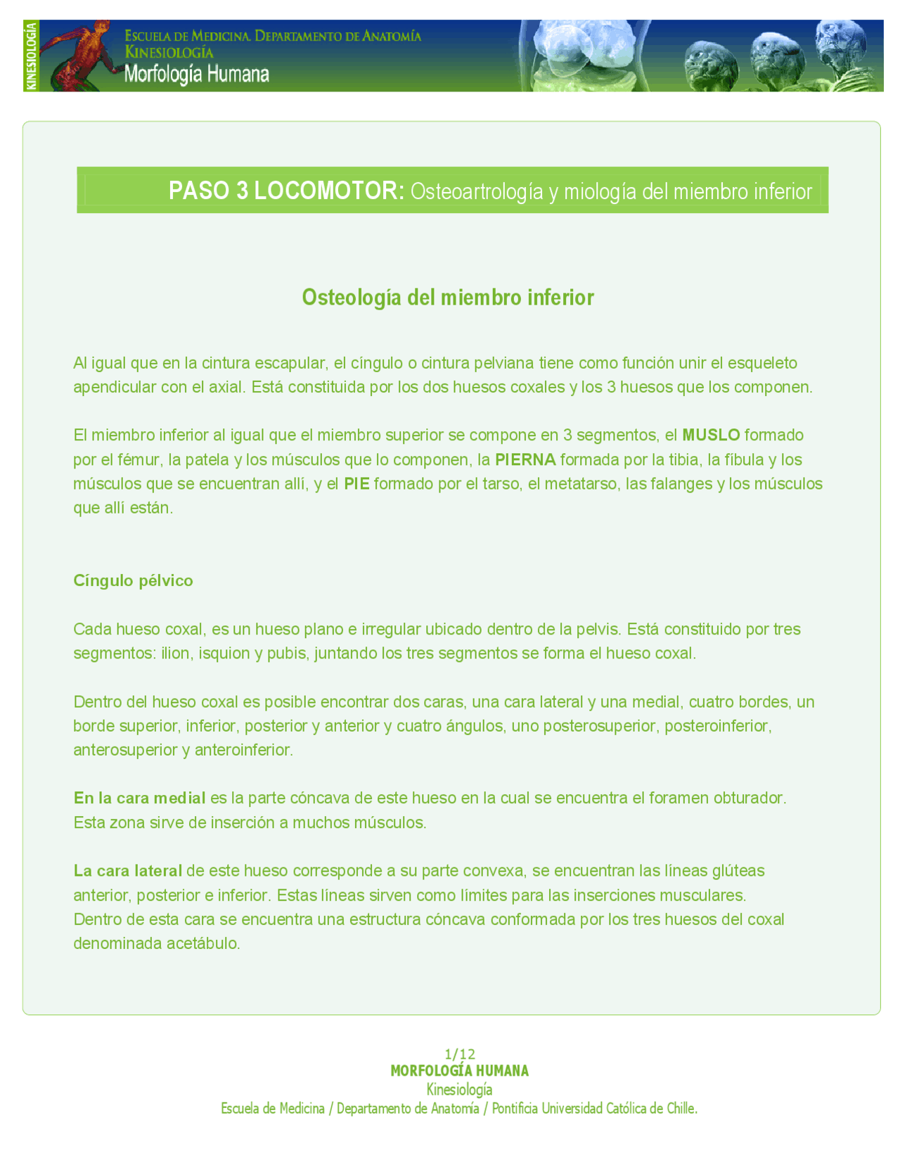 Osteología Miembro Inferior Apuntes De Anatomía Docsity