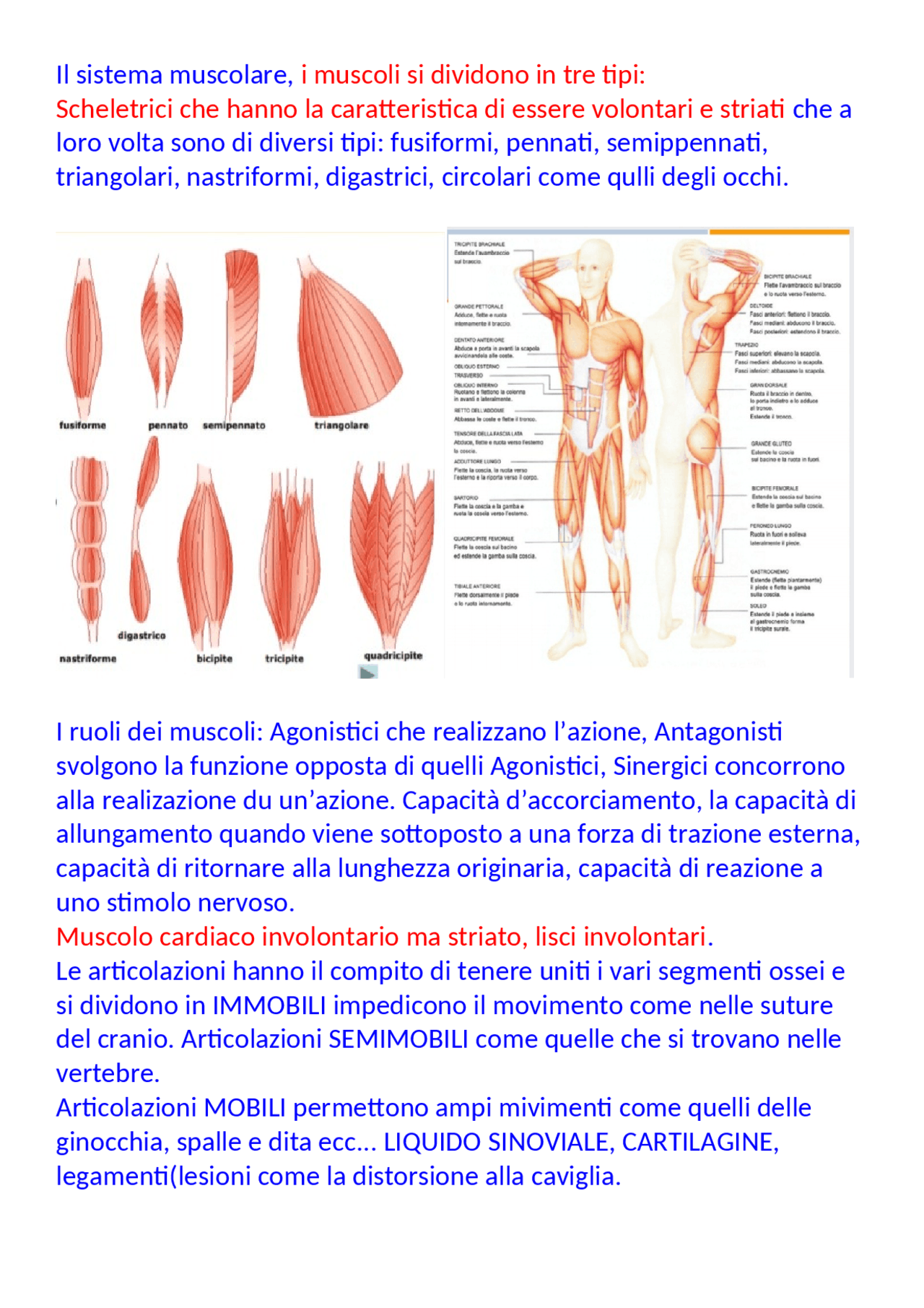 Sistema muscolare, articolazioni e i tipi - Docsity