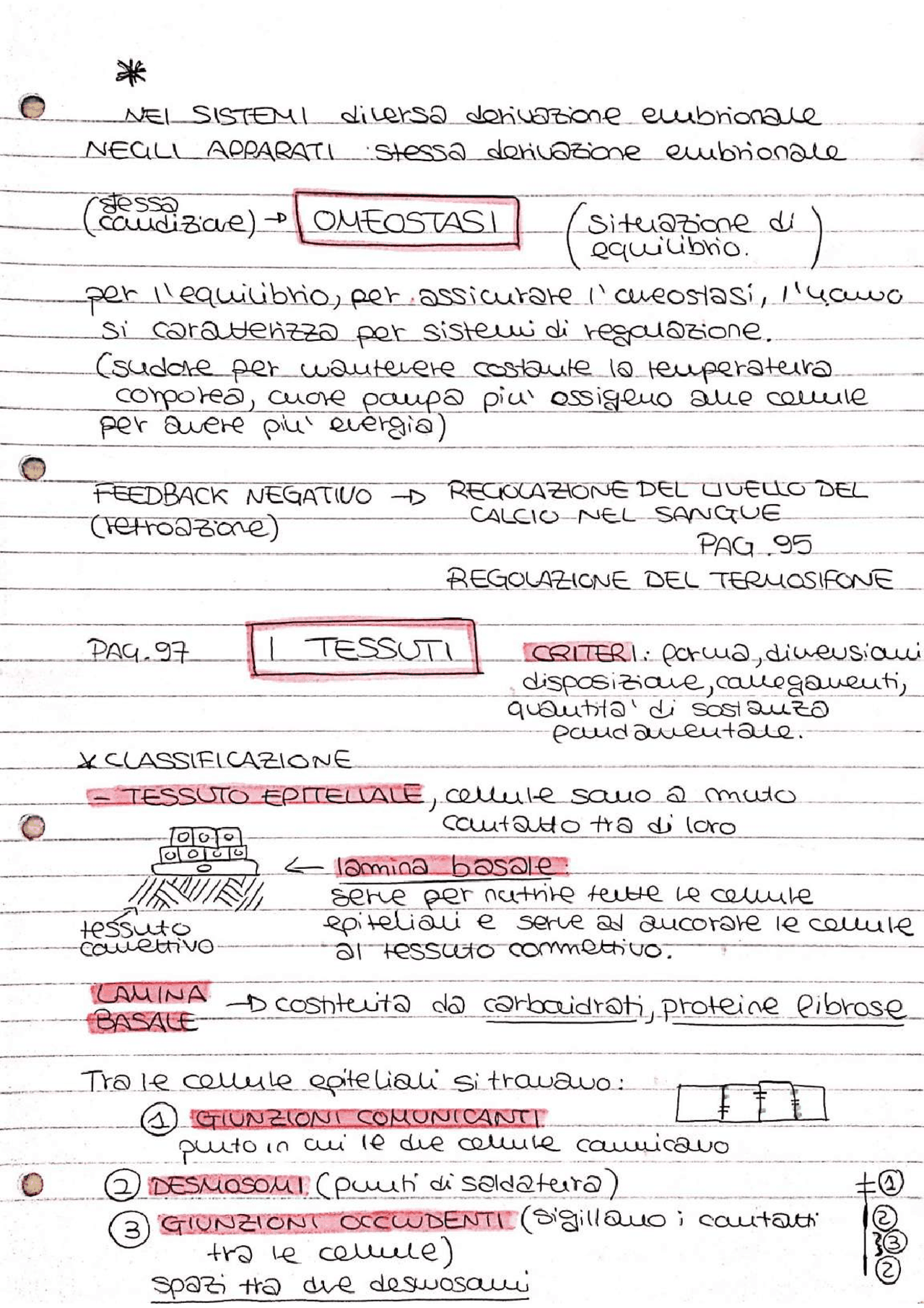 Appunti Istologia Sui Tessuti Docsity
