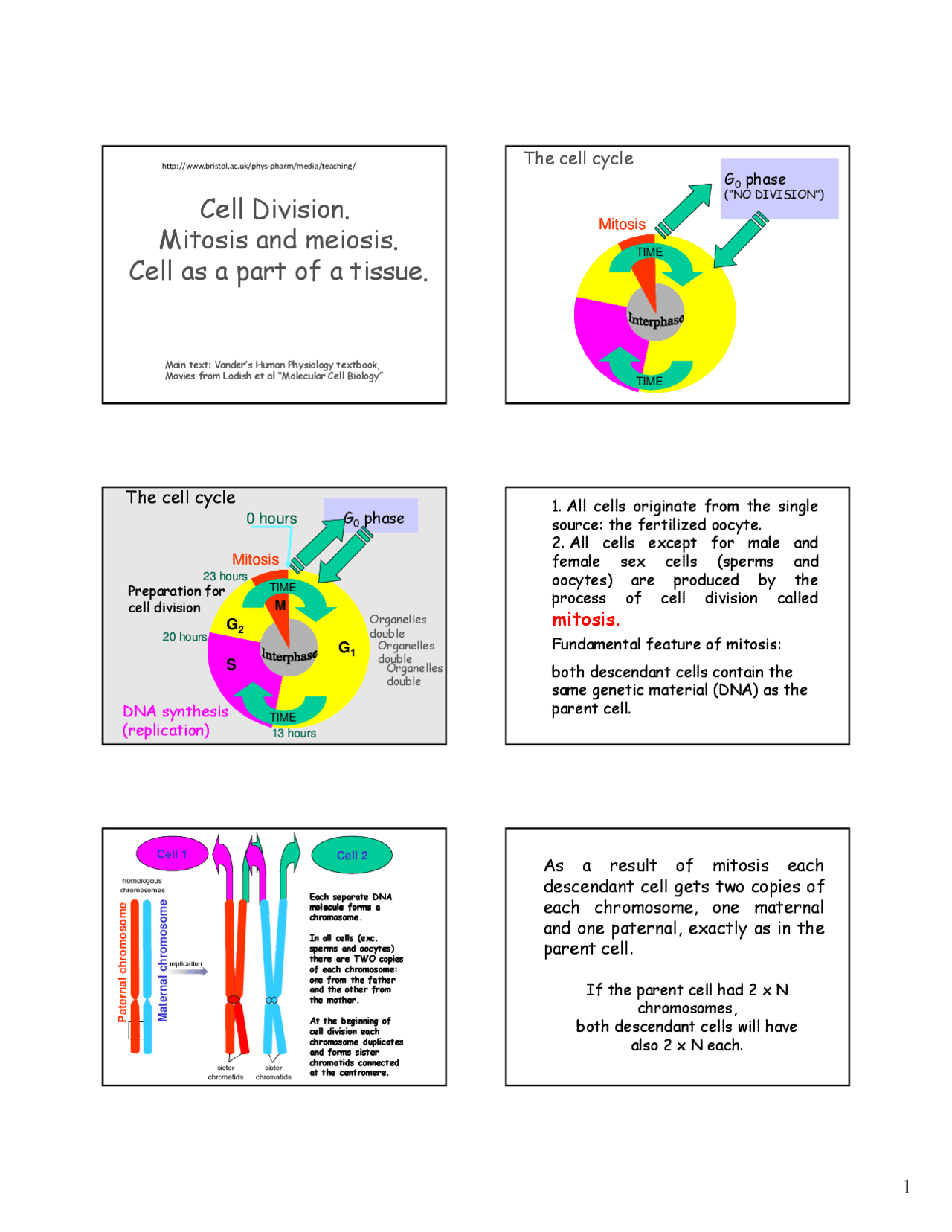 Cell Division. Mitosis and meiosis - Docsity