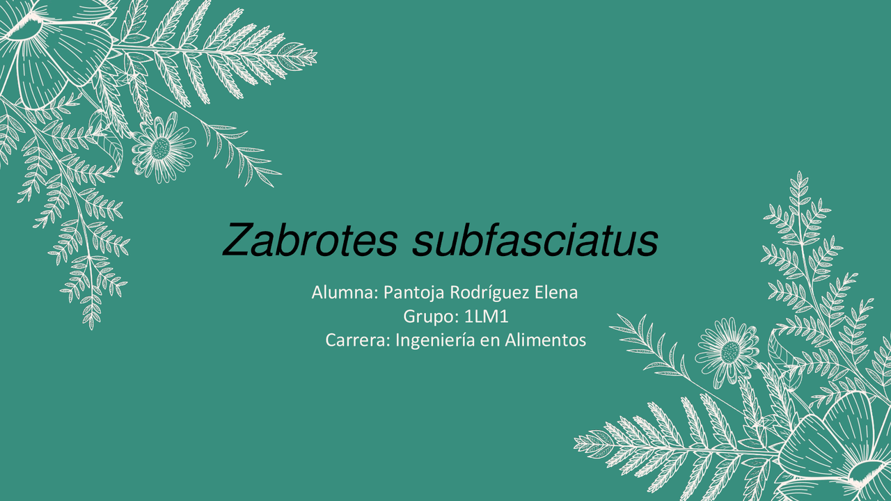 Zabrotes subfasciatus (Gorgojo de frijol) | Diapositivas de Biología ...