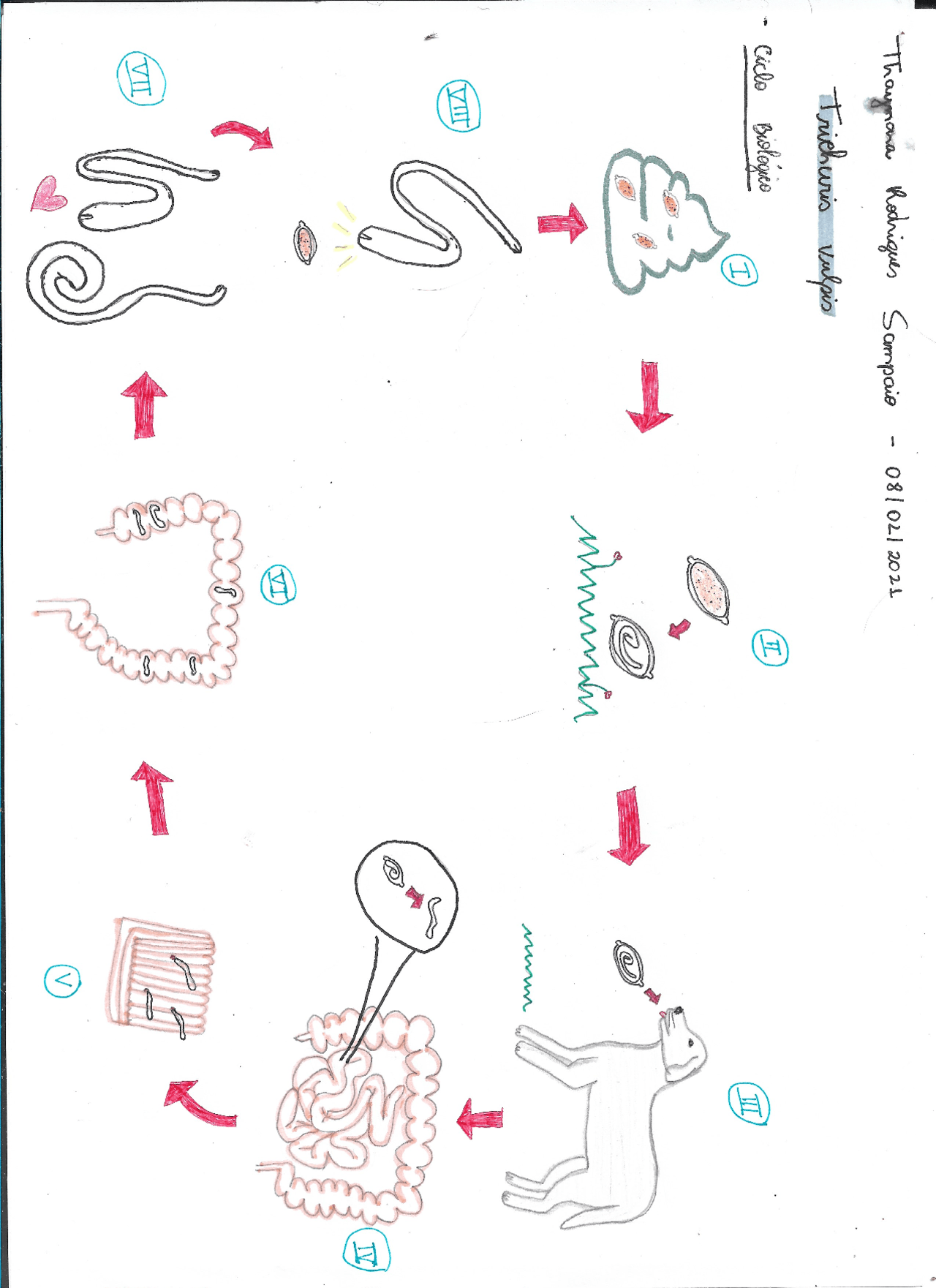 Ciclo De Vida De Trichuris Vulpis BIO ZOO | 🐕💩 ¿Es Trichuris