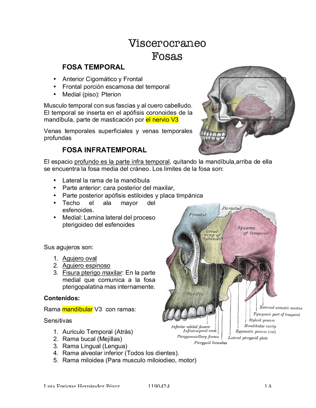 Apuntes Viscerocraneo | Apuntes de Anatomía | Docsity