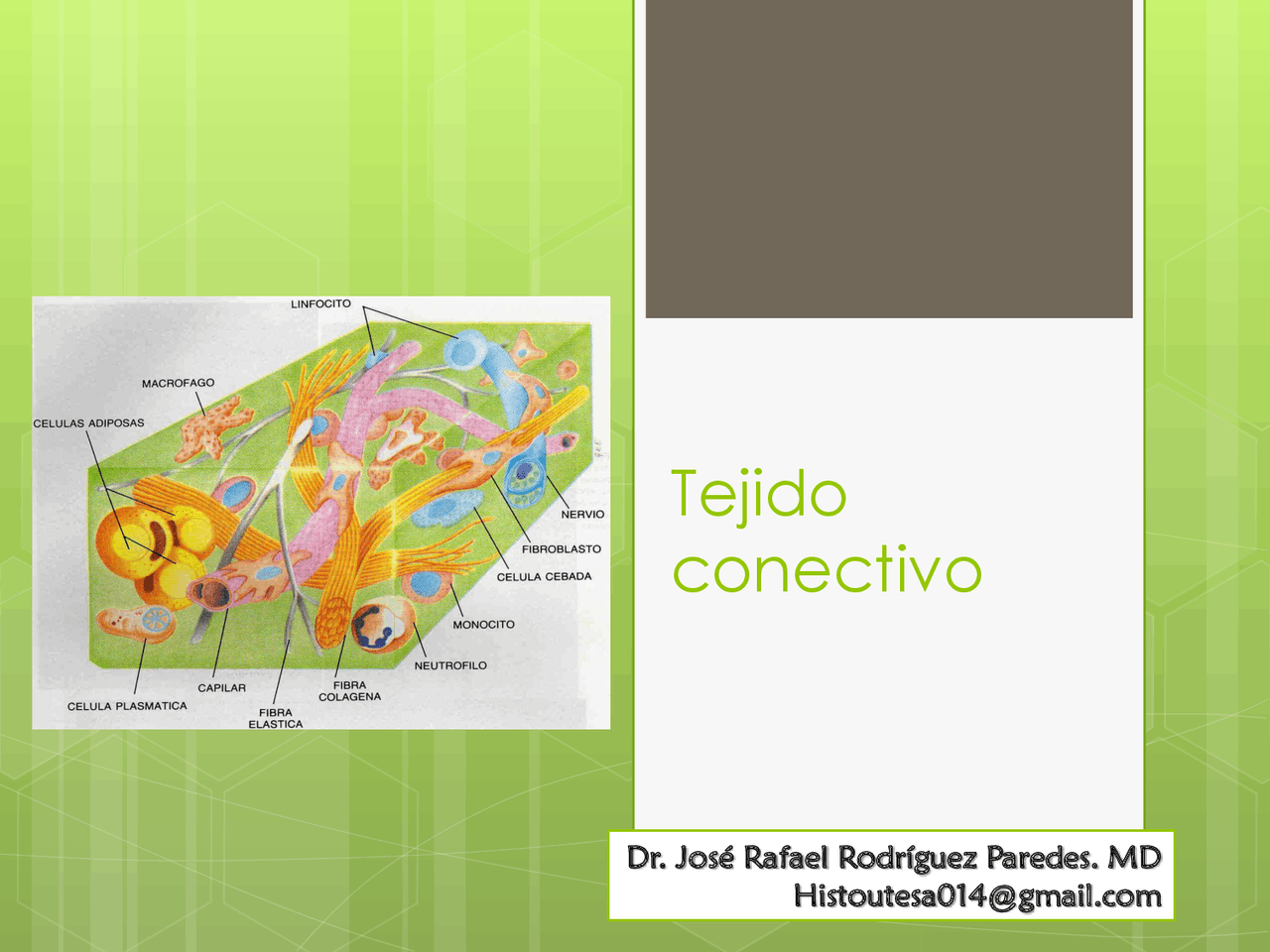 Tejido Conectivo Histologia Docsity