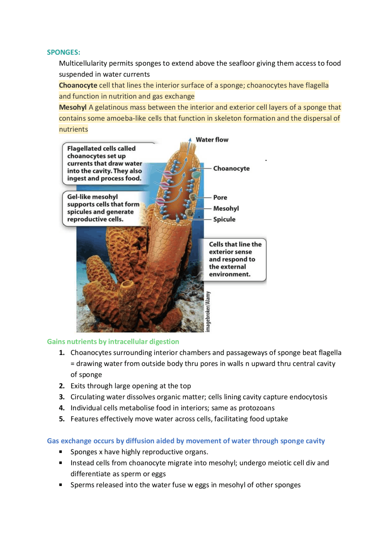 Biology notes for year 1 - Docsity