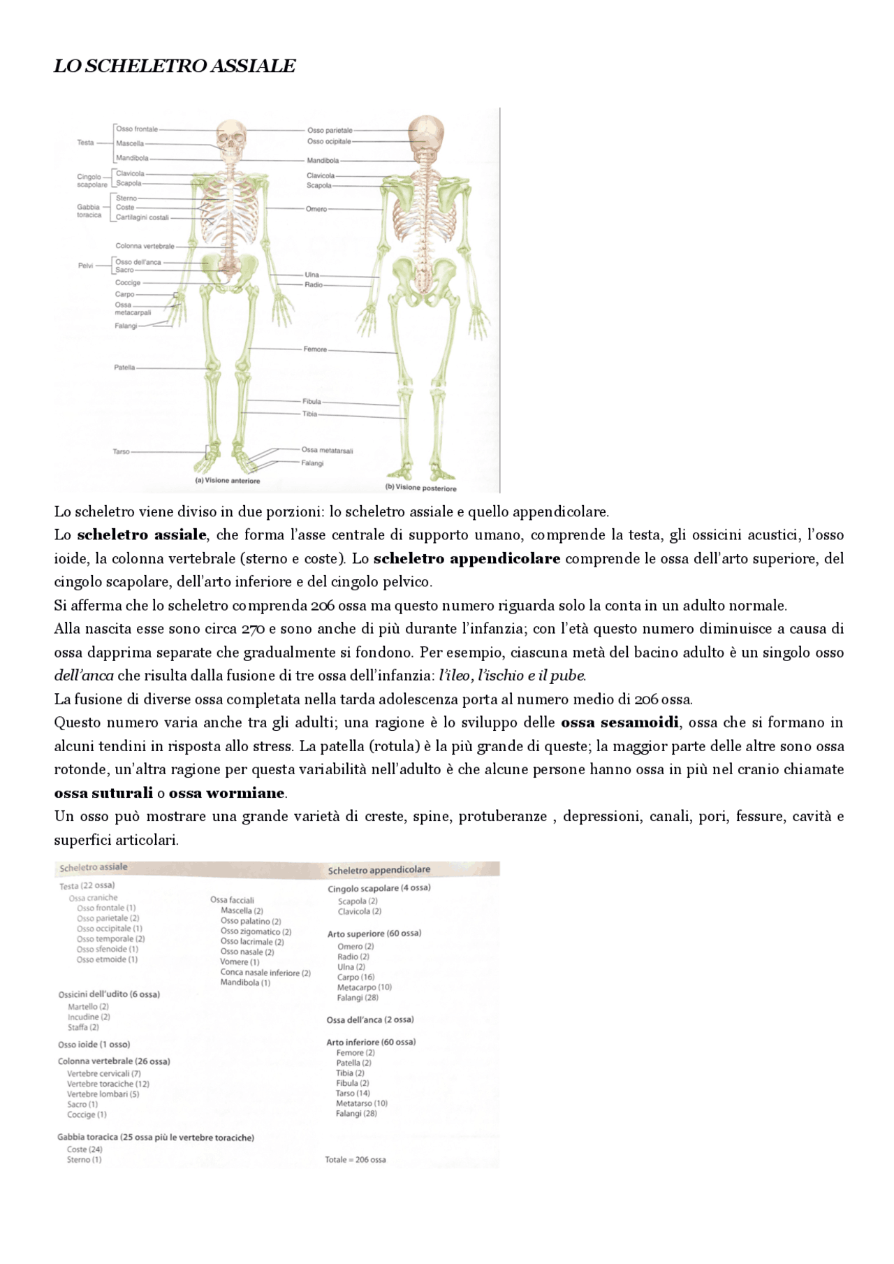 Anatomia Umana Per Scienze Motorie Docsity