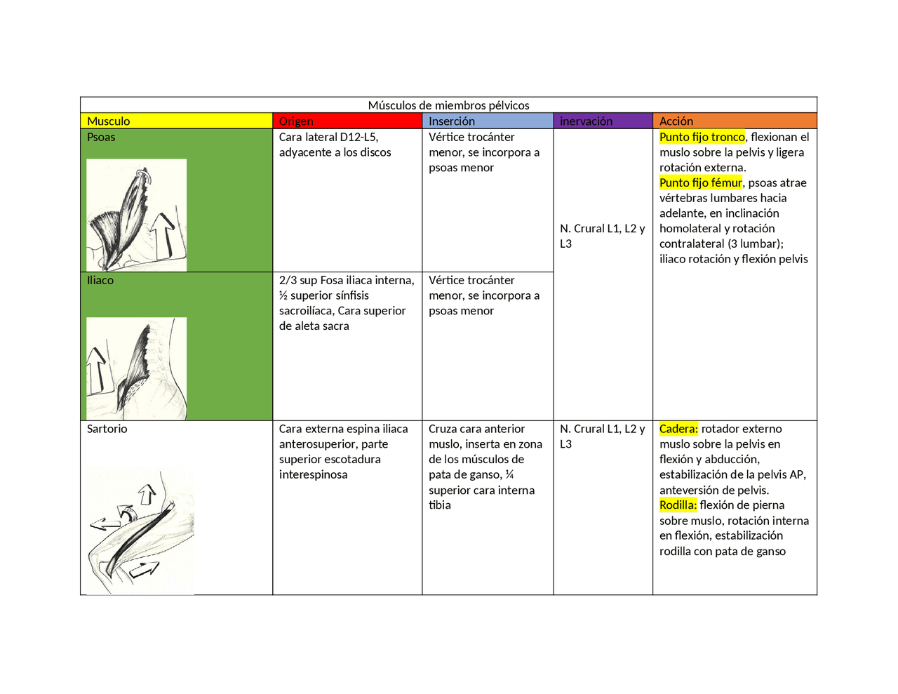 Musculos miembros pelvico - Docsity